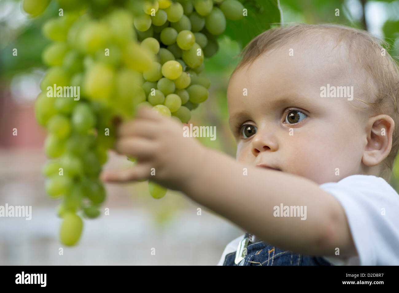 Baby staring at bunch of grapes Stock Photo - Alamy
