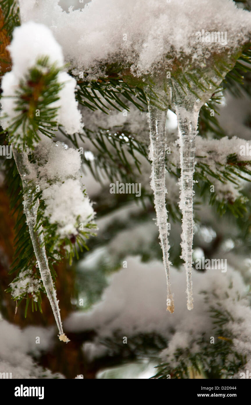 Snow and Ice on Christmas tree Stock Photo - Alamy