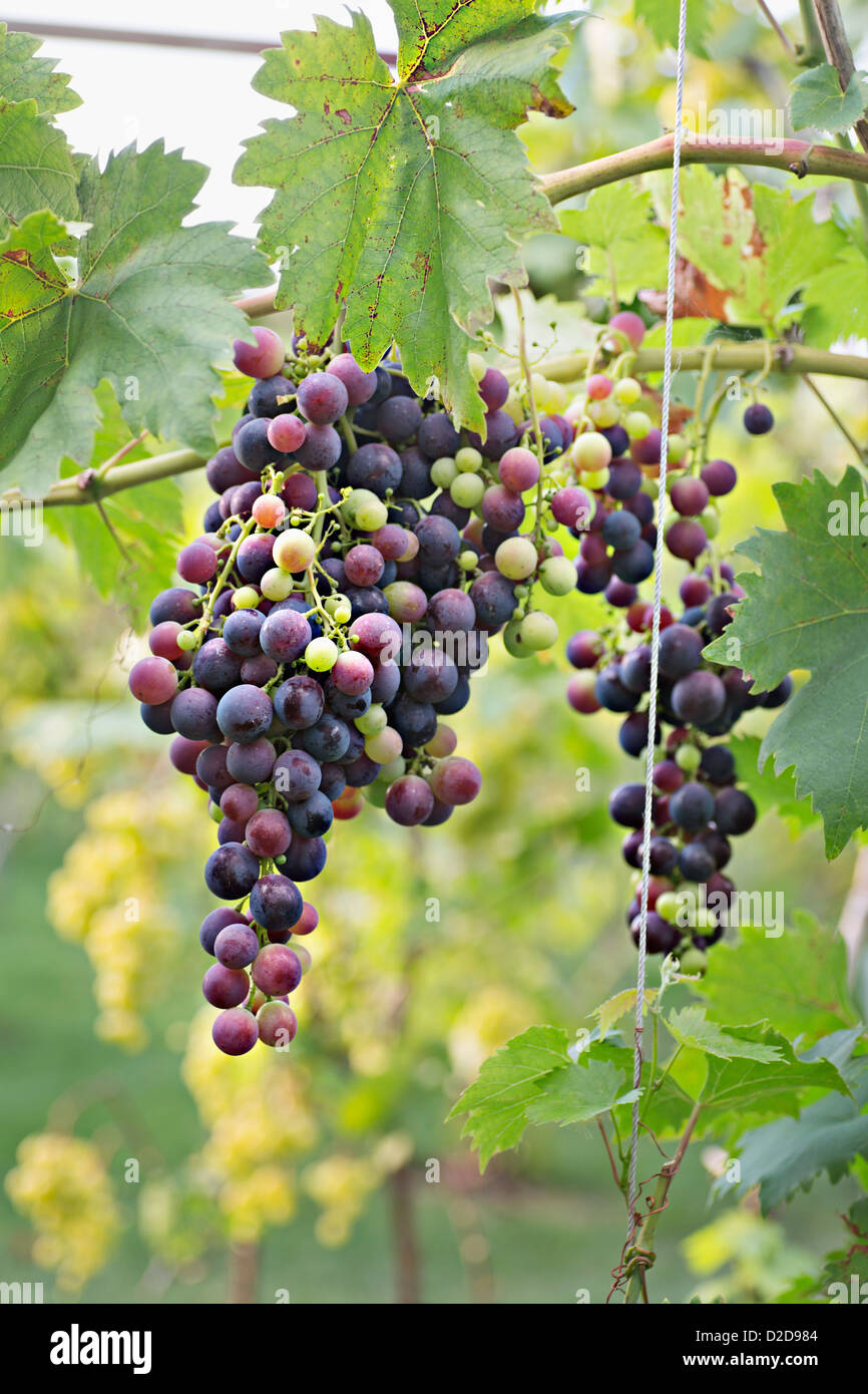 Red Grapes On Vine