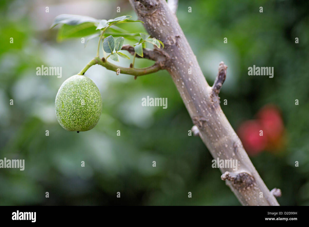 A fig growing on a fig tree Stock Photo - Alamy