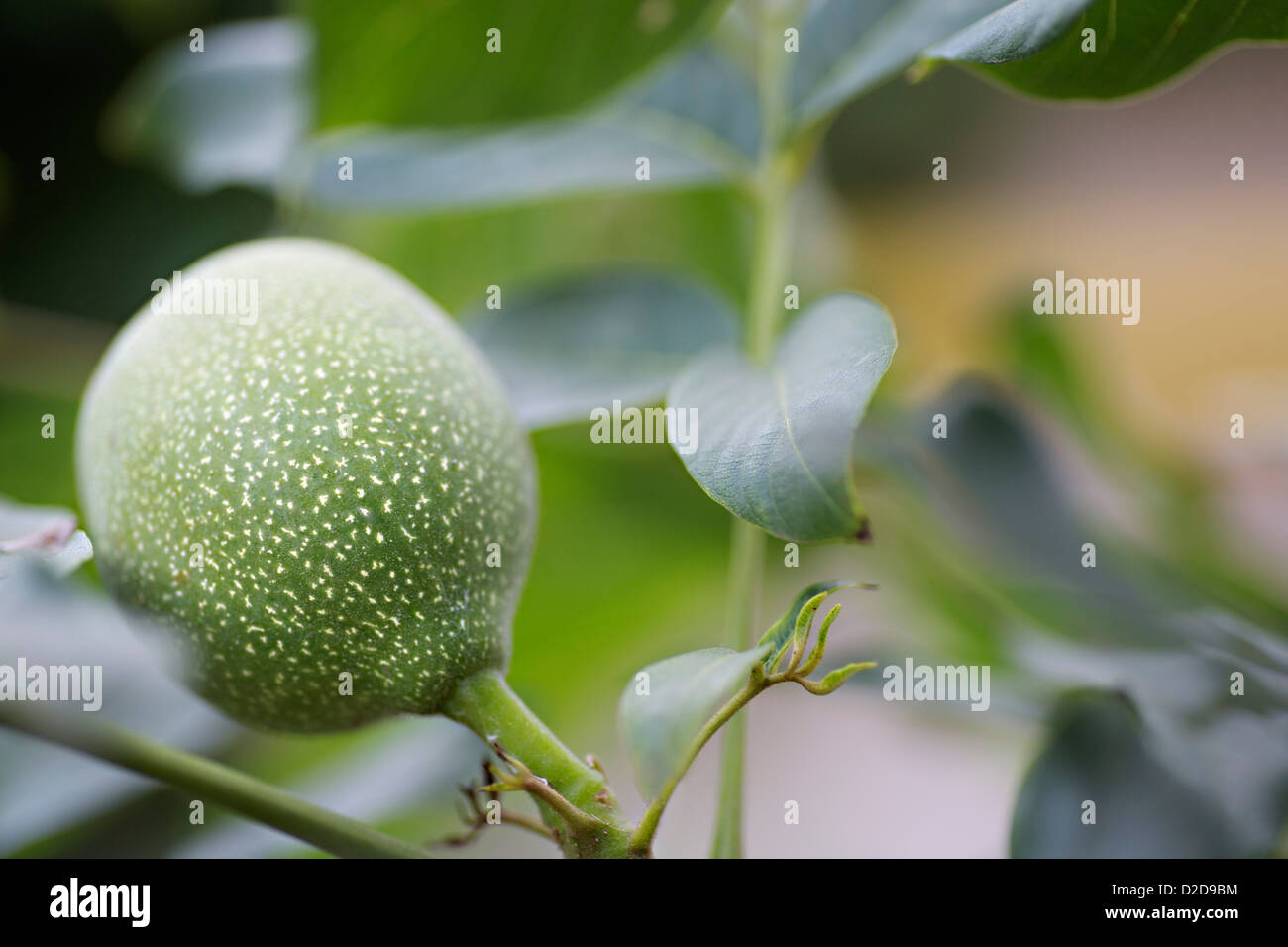 A fig growing on a fig tree Stock Photo - Alamy