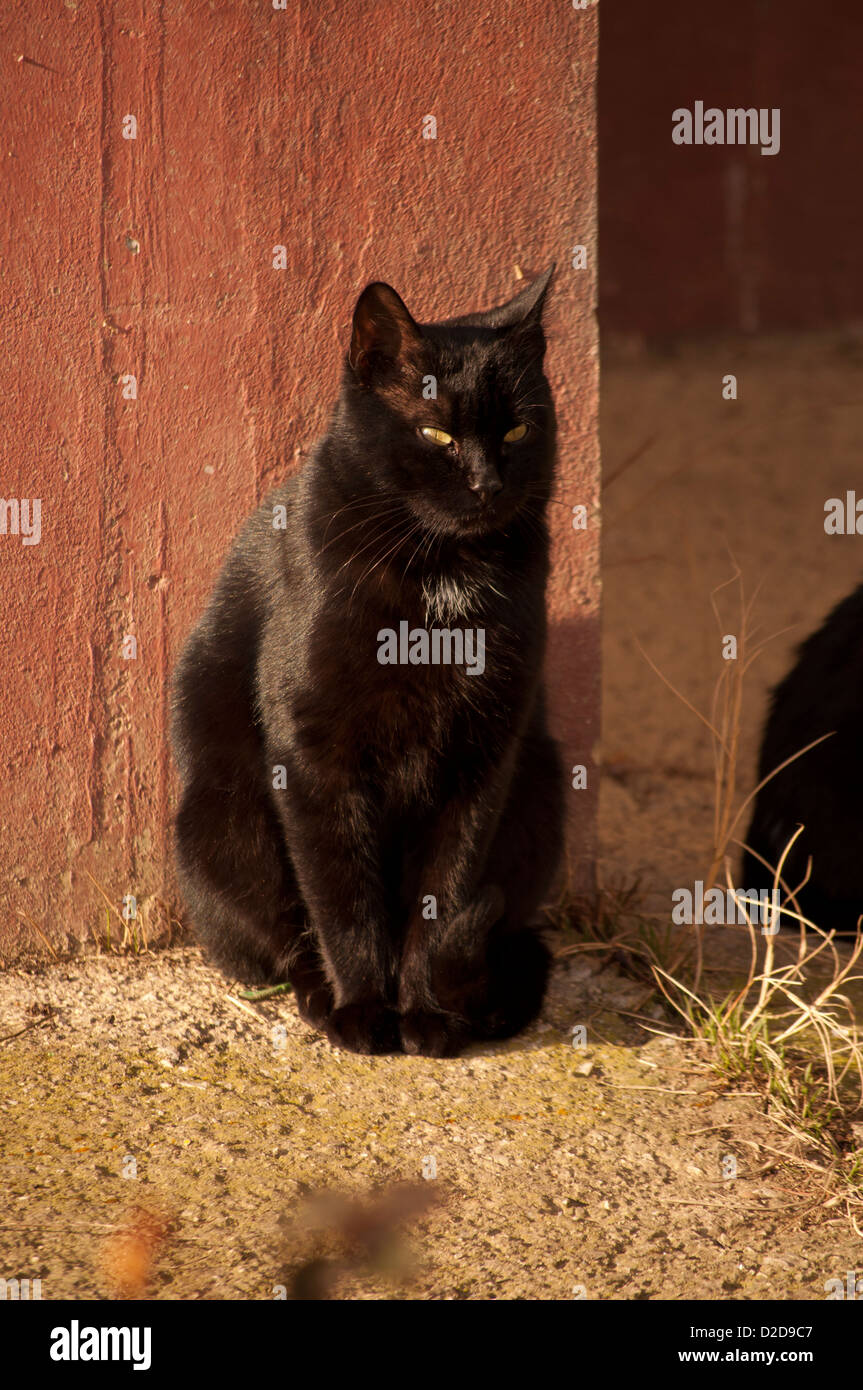 Superstition cat hi-res stock photography and images - Alamy