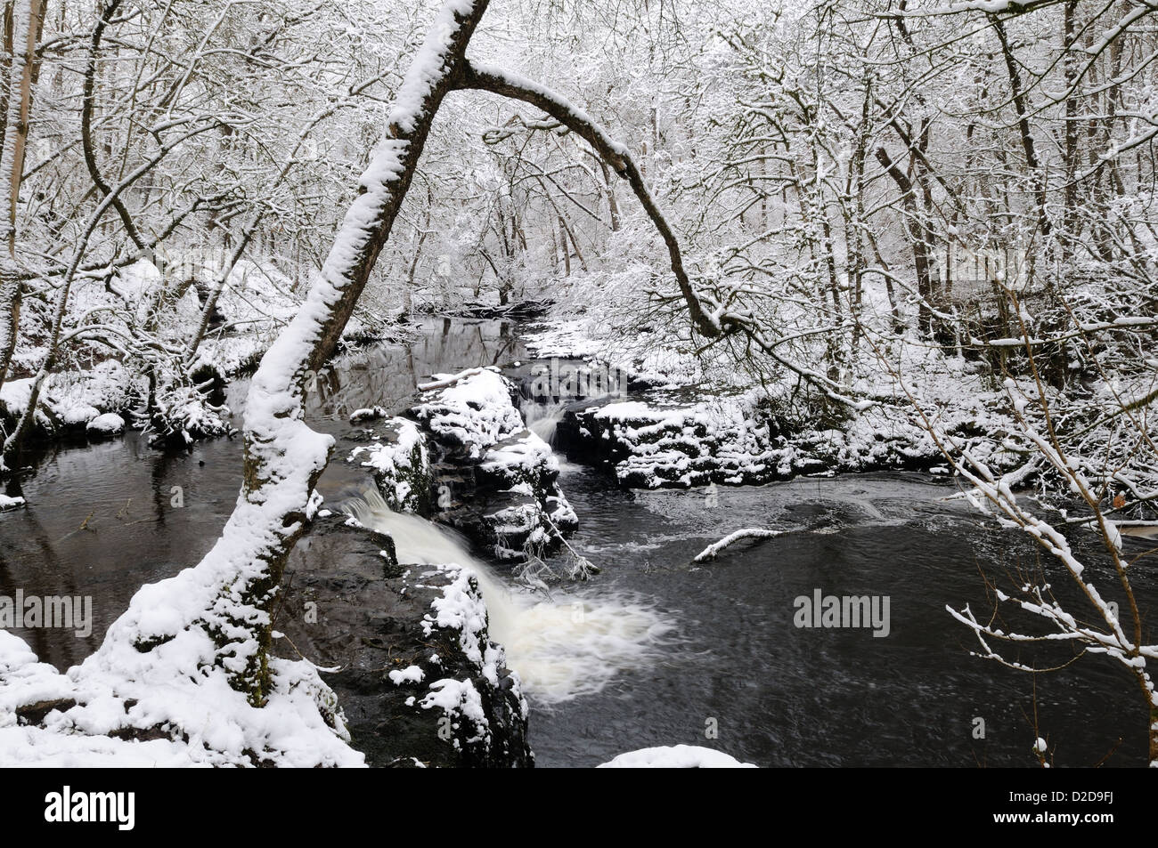 Snow covered trees on the Nedd Fechan River Ystradfellte Brecon Beacons ...