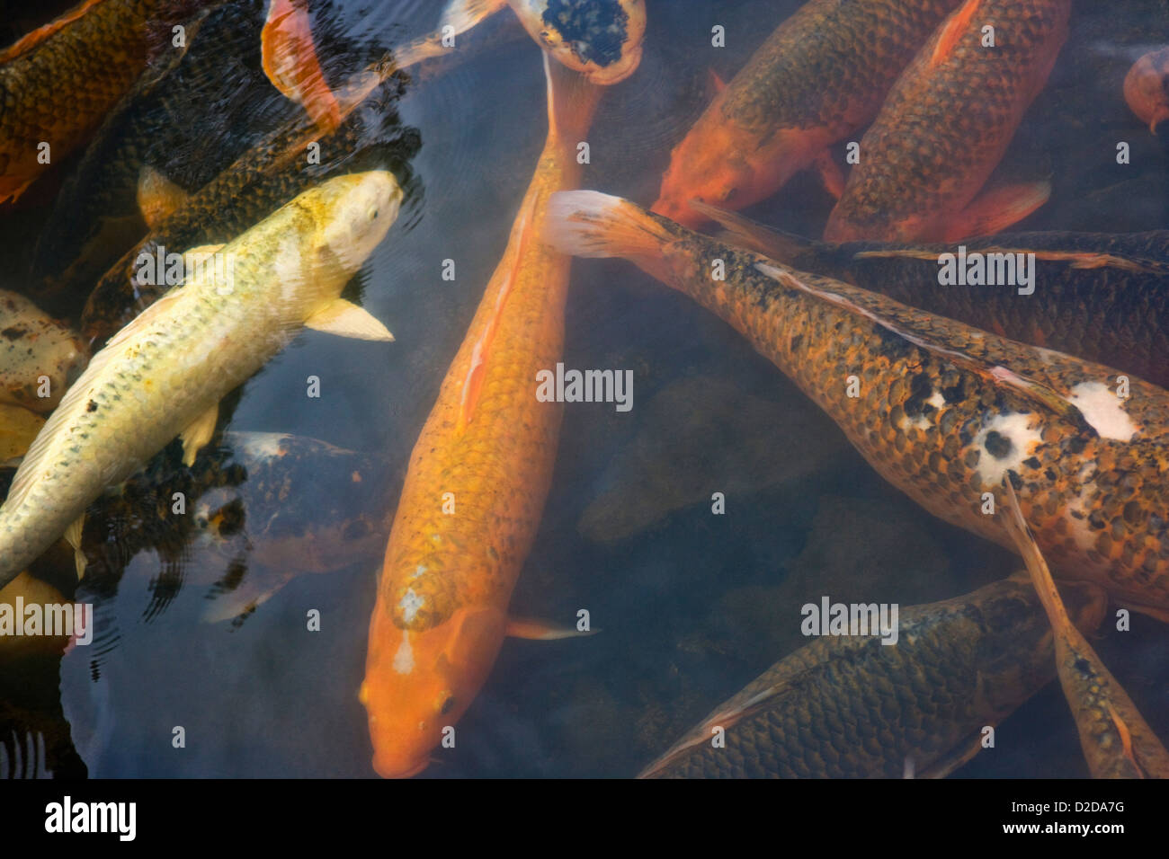 School of koi fish swimming in a pond Stock Photo - Alamy