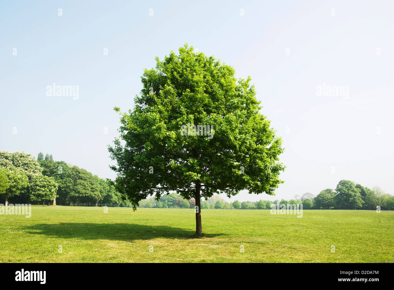 Tree in park Stock Photo - Alamy