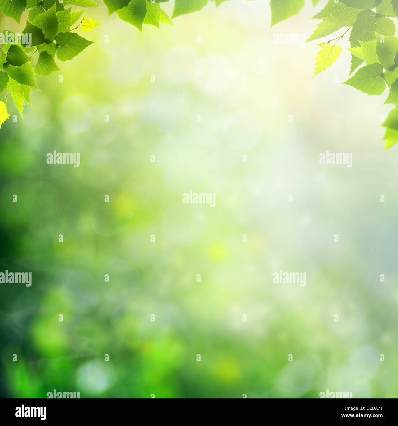 Summer afternoon in the forest, abstract natural backgrounds Stock ...