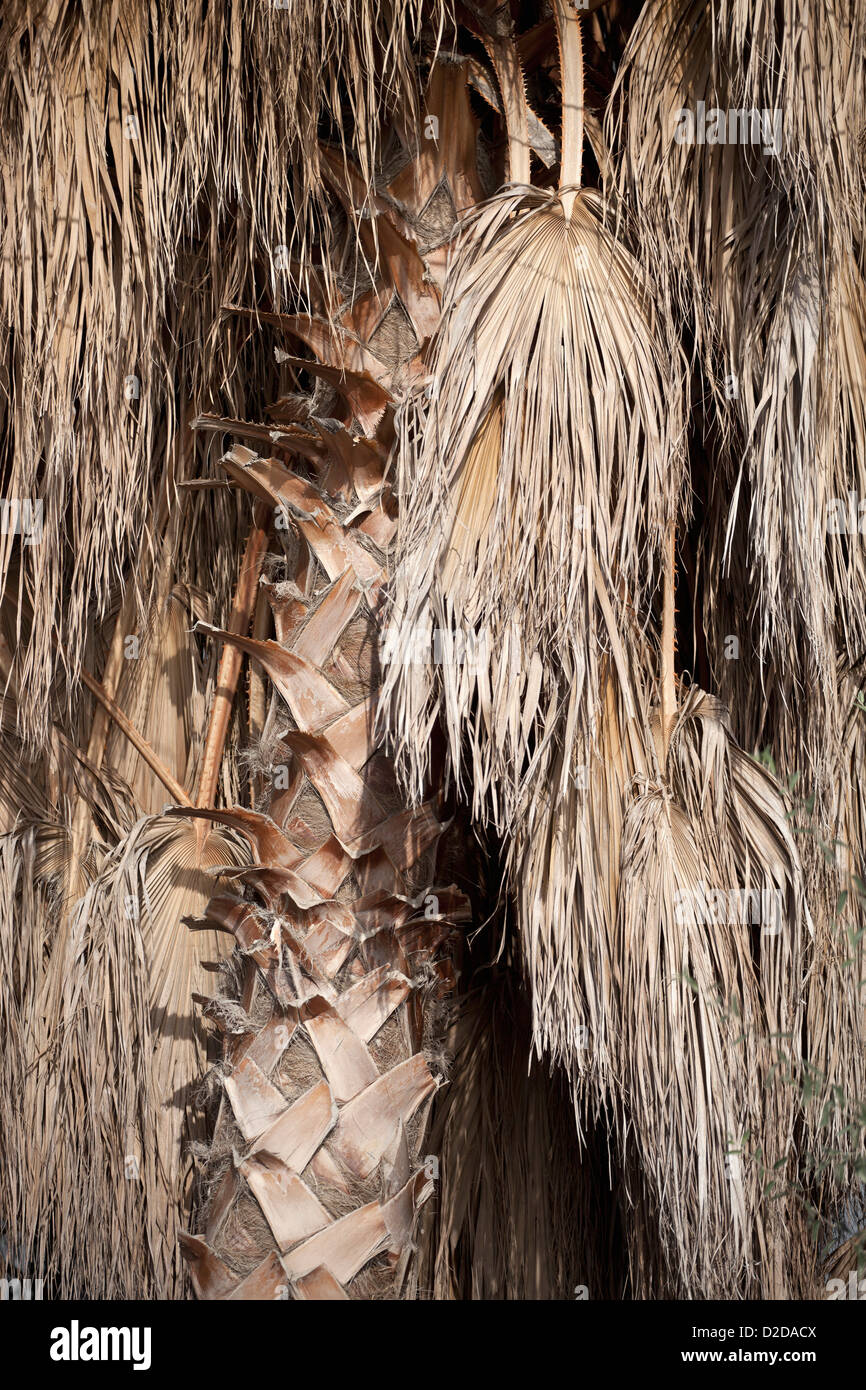 The brown fronds of a date palm tree Stock Photo - Alamy