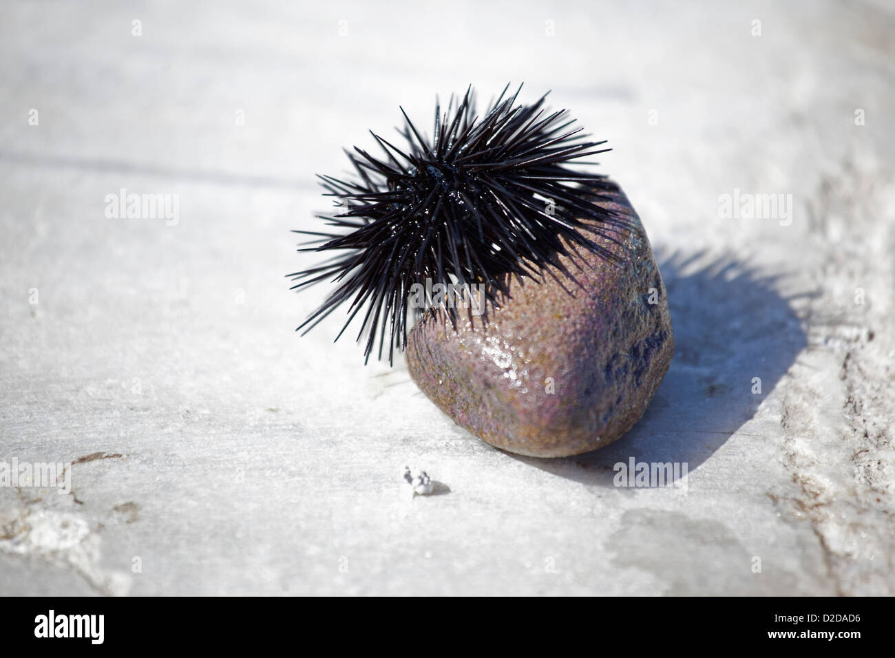 Black sea urchin (Echinoidea) on small stone Stock Photo - Alamy