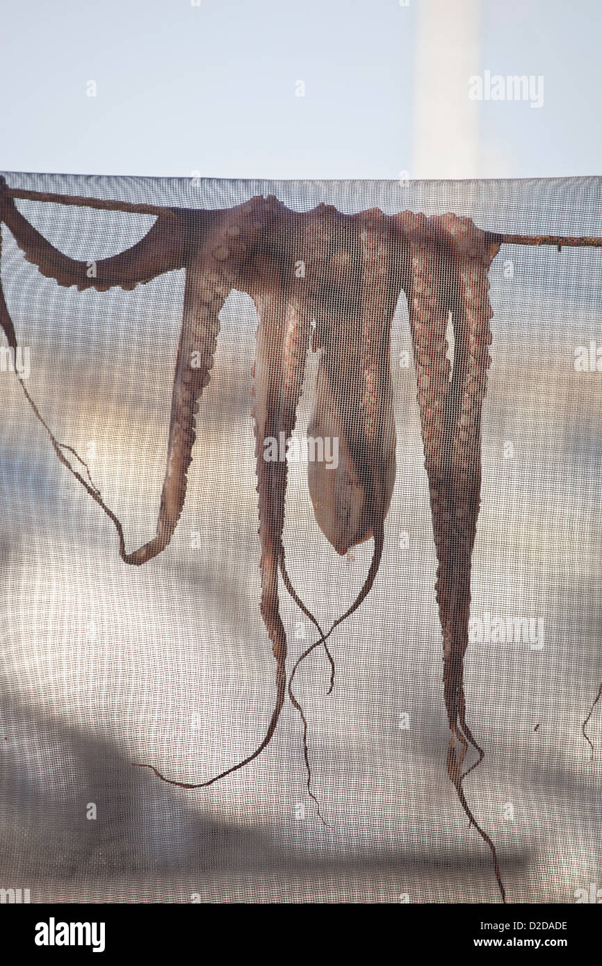 Octopus drying in net hi-res stock photography and images - Alamy
