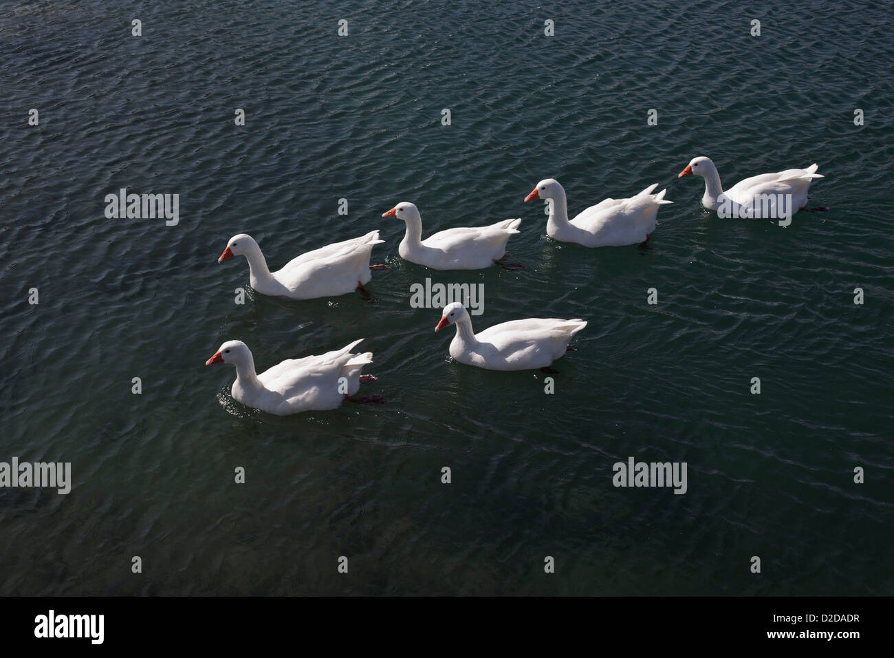 Snow Geese swimming in water Stock Photo - Alamy