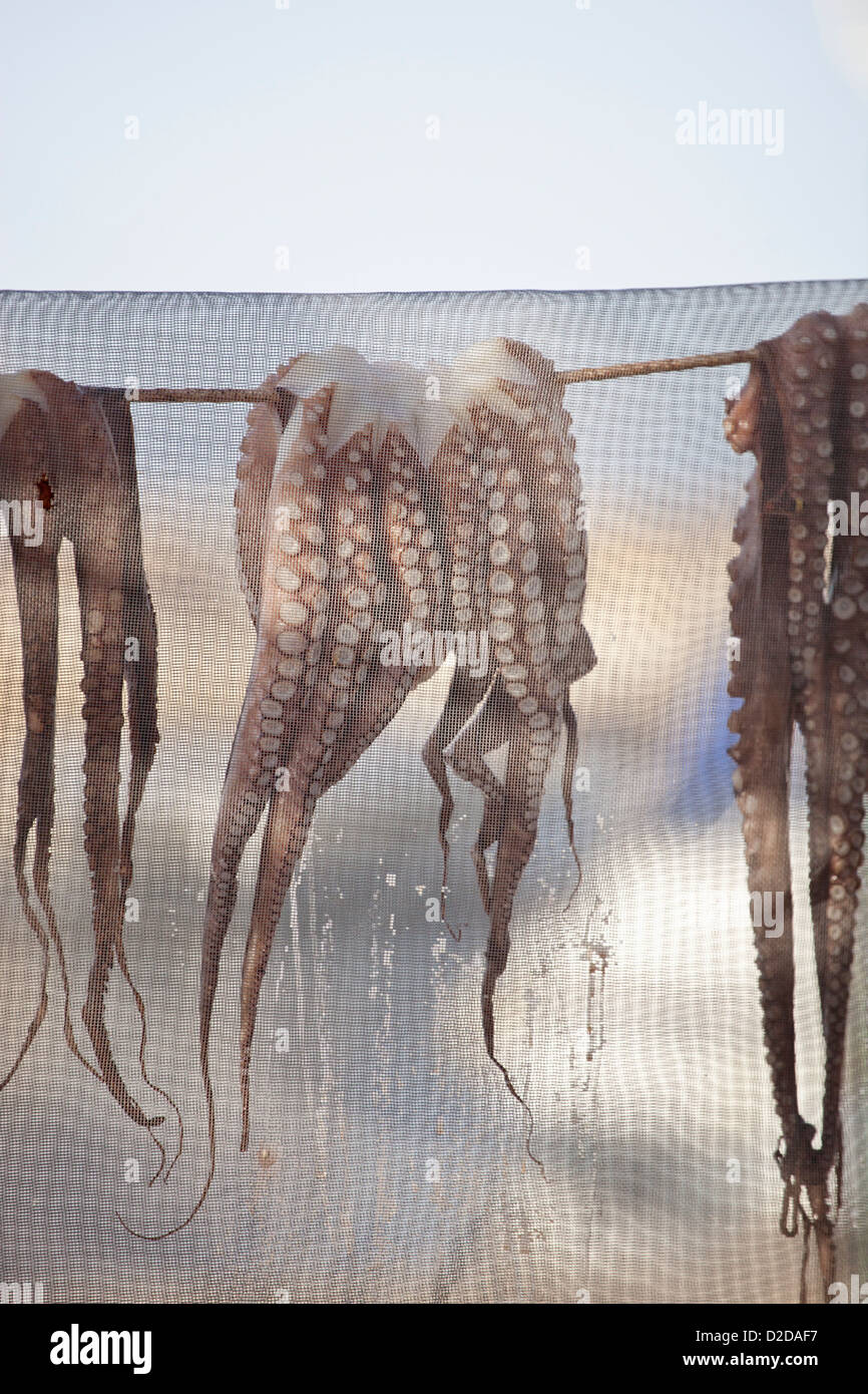 Dead octopuses hi-res stock photography and images - Alamy
