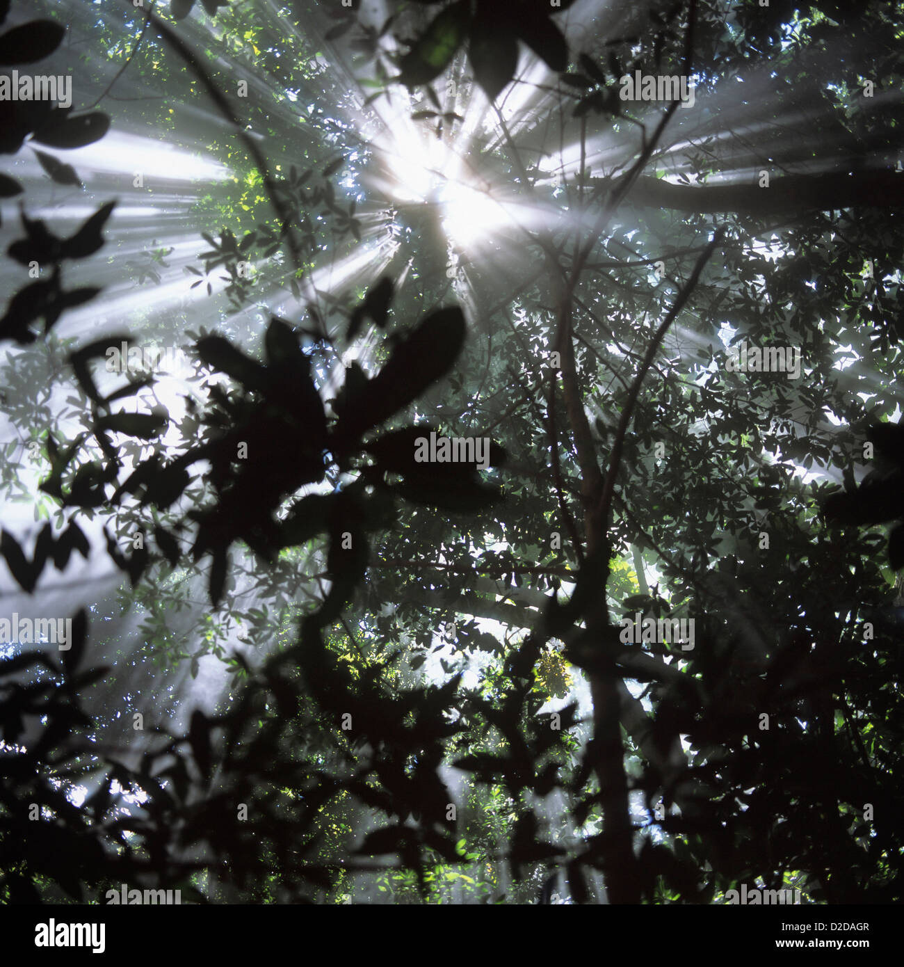 Sun shining through rainforest hi-res stock photography and images - Alamy