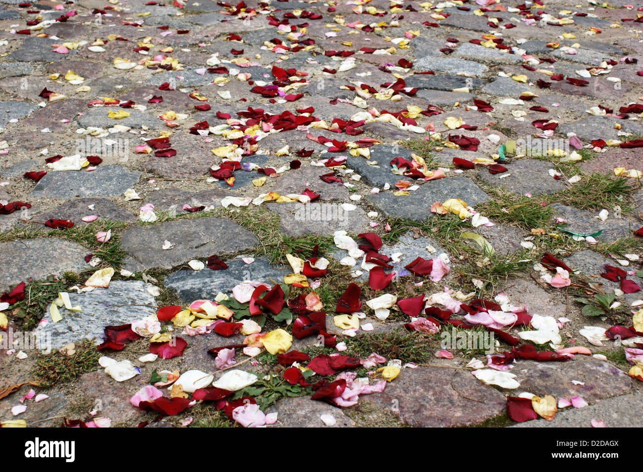 Rose petals strewn on paving stones Stock Photo - Alamy