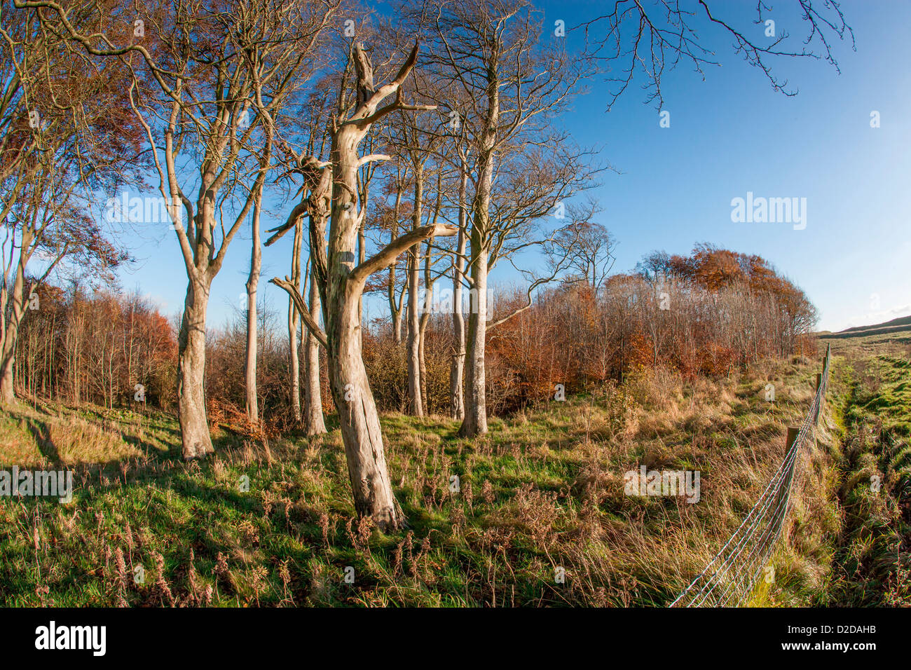 Calne wiltshire england uk hi-res stock photography and images - Alamy