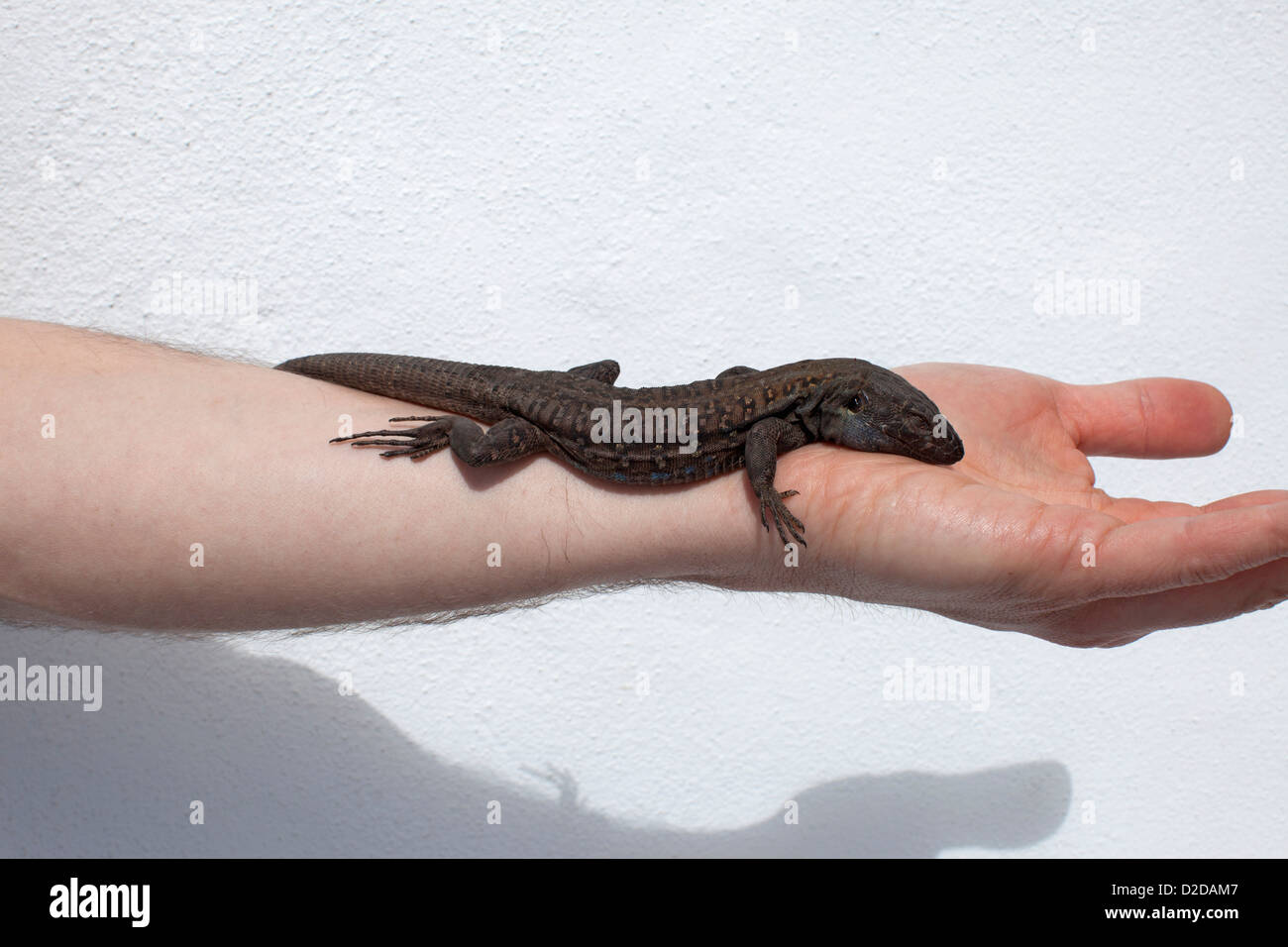 Arm lizard hi-res stock photography and images - Alamy