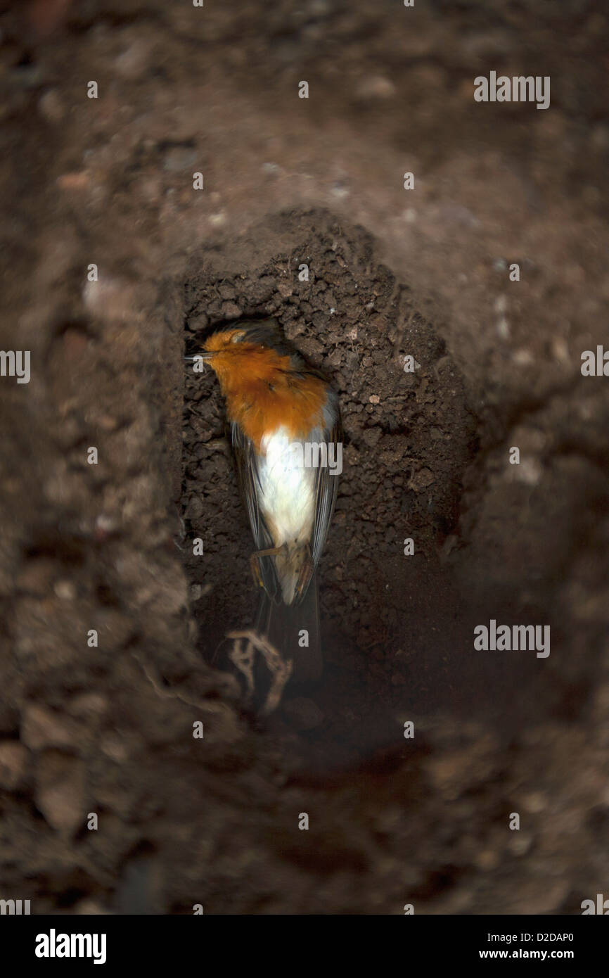 A dead Robin buried in the dirt Stock Photo - Alamy