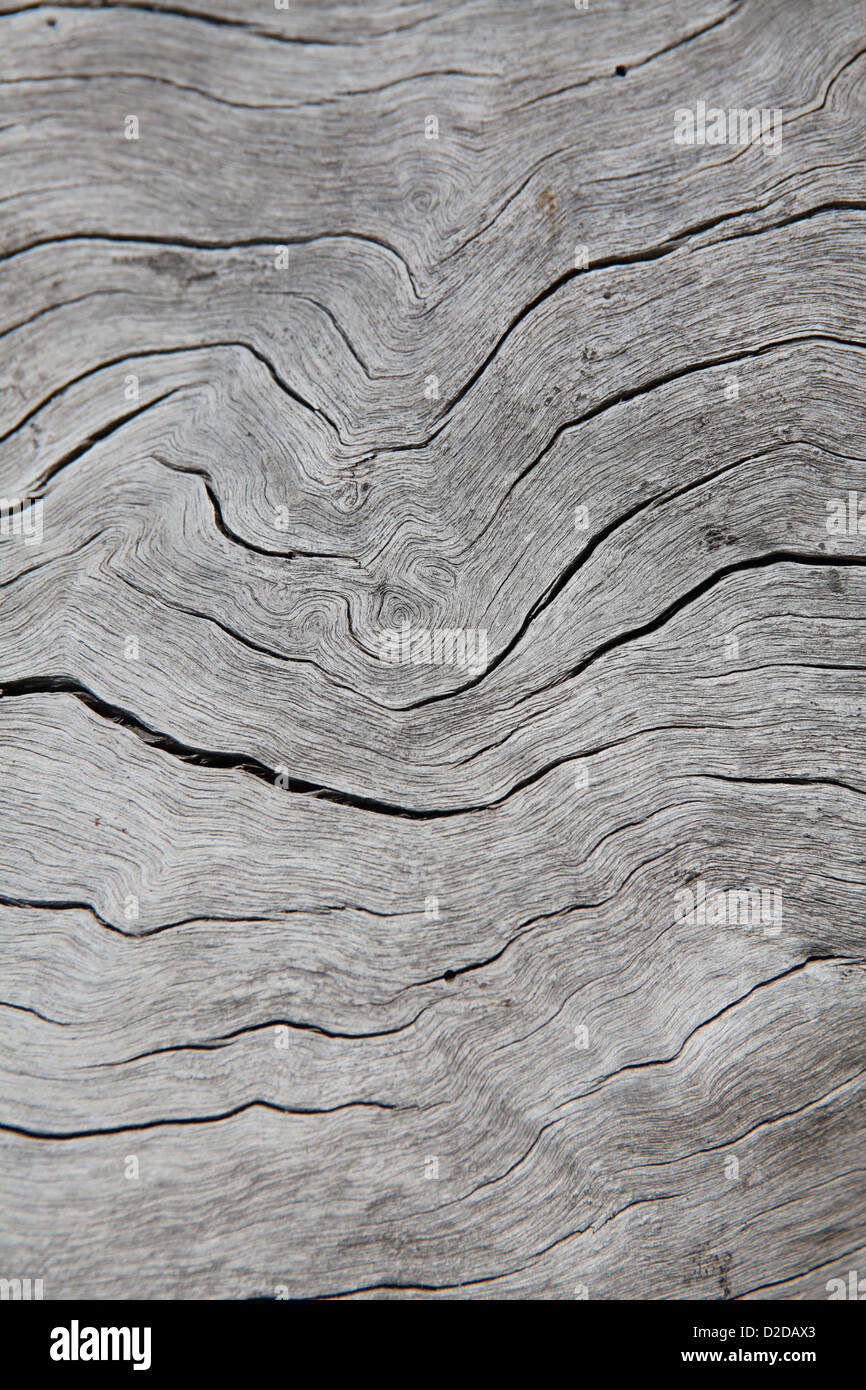 Tree with grooves in bark hi-res stock photography and images - Alamy