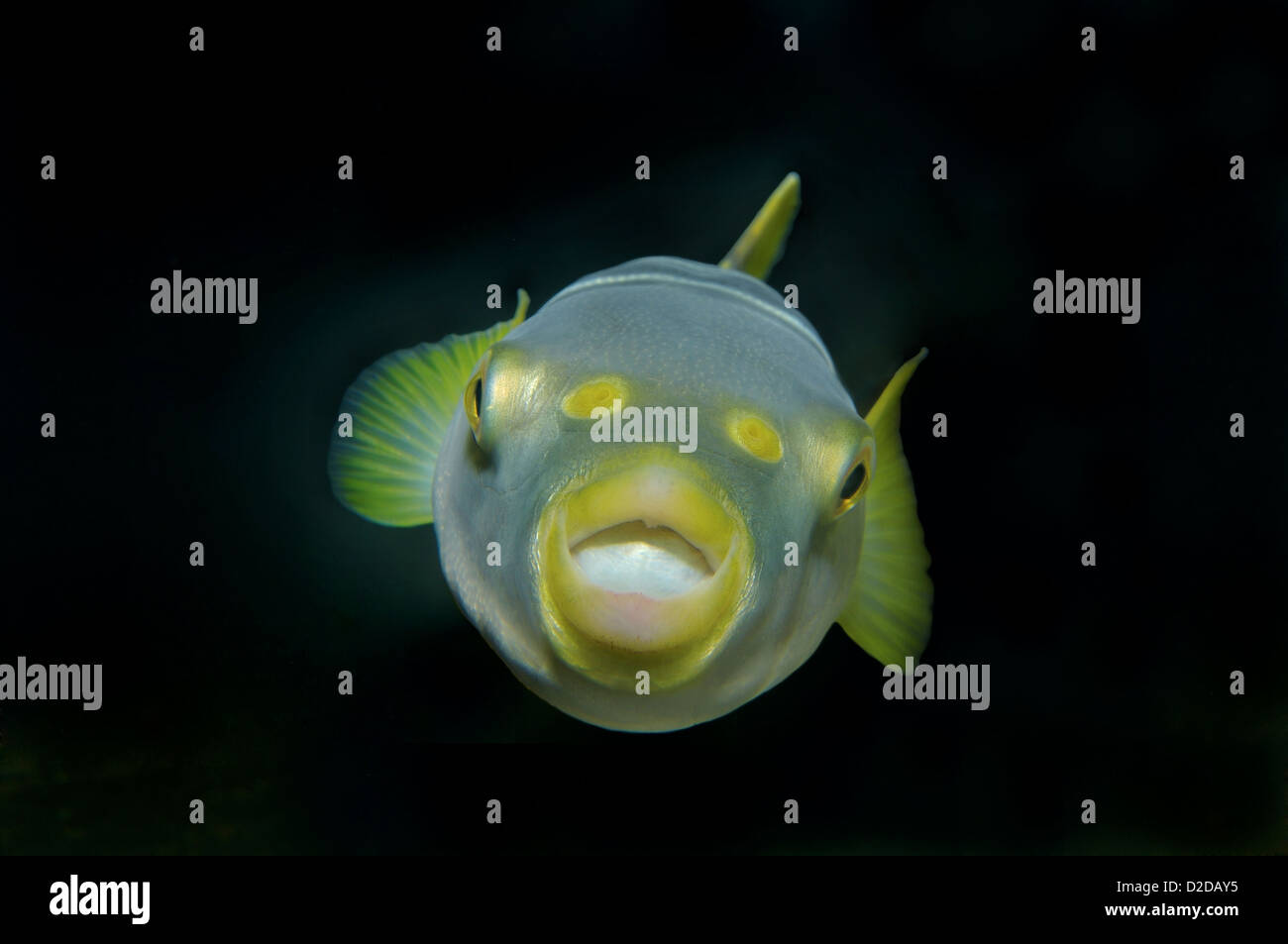 Pufferfish hi-res stock photography and images - Alamy