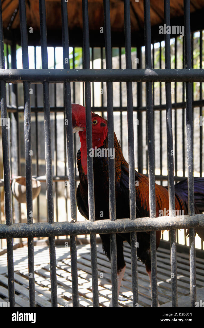 A rooster in a cage with metal bars Stock Photo - Alamy