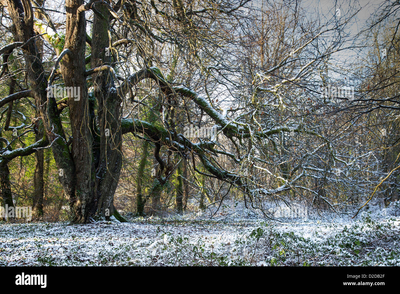 Snowfall in County Limerick Ireland Stock Photo - Alamy