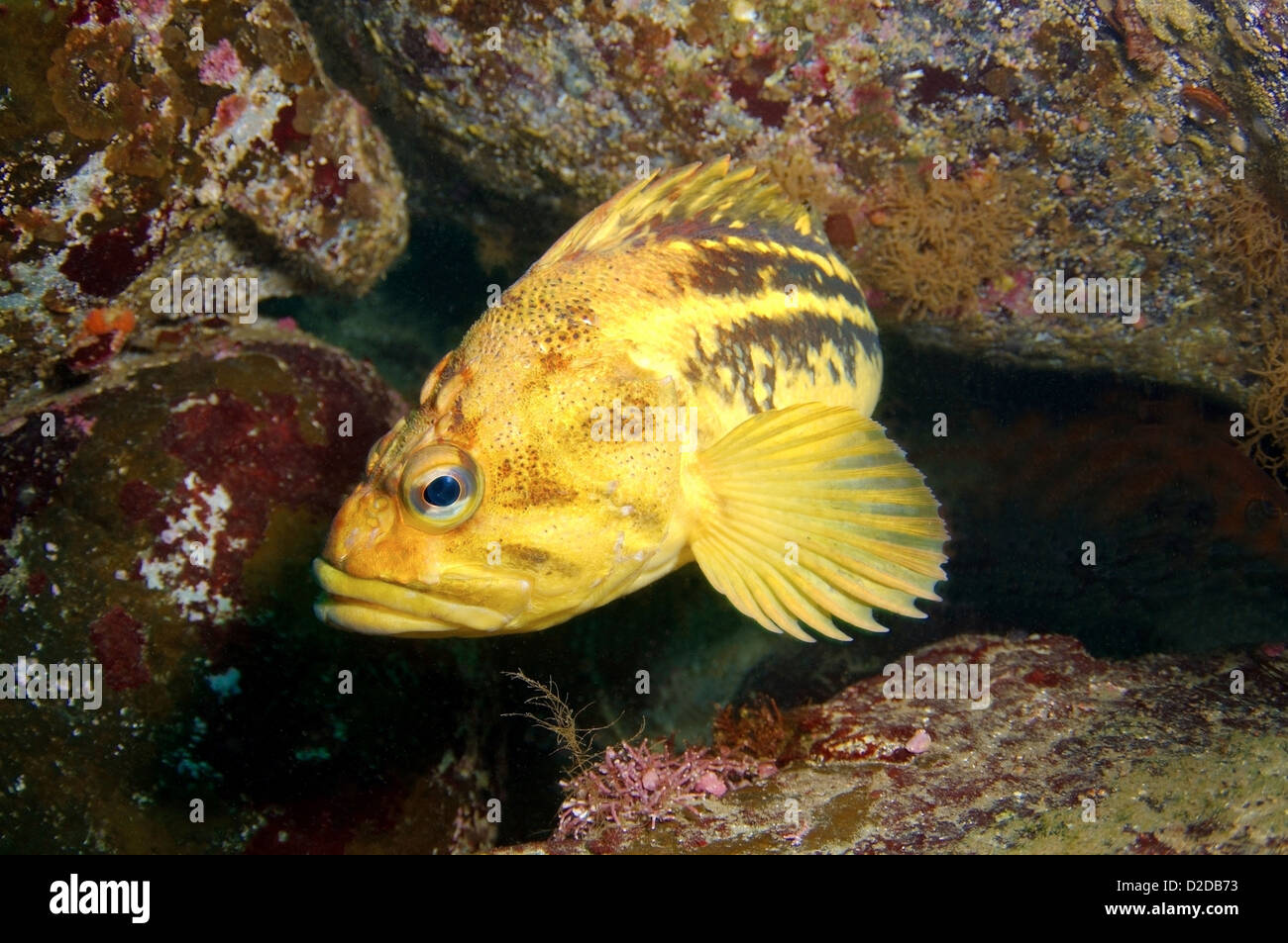 Sebastinae hi-res stock photography and images - Alamy
