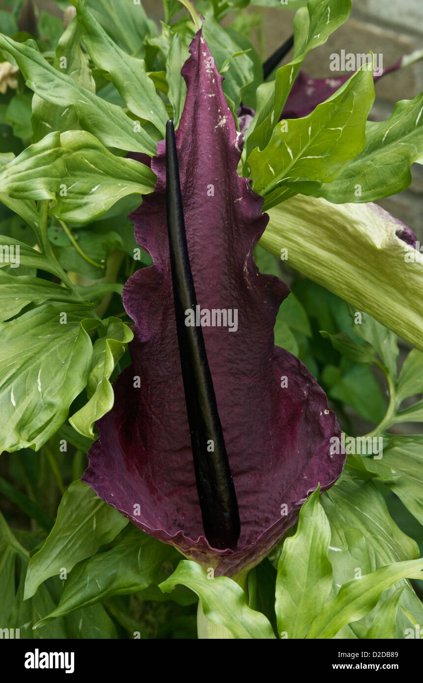 Stink lily hi-res stock photography and images - Alamy