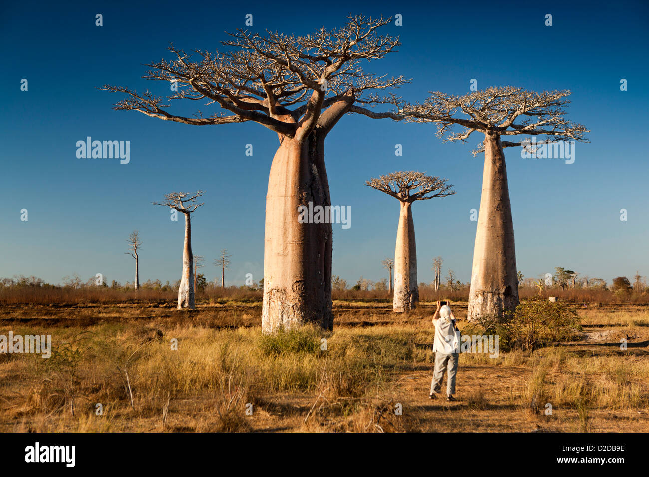 Madagascar, Morondava, tourist in small stand of baobab trees in dry ...