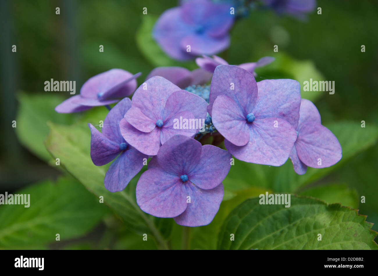 Hydrangea Macrophylla Teller Blue flowers in late summer in the garden ...