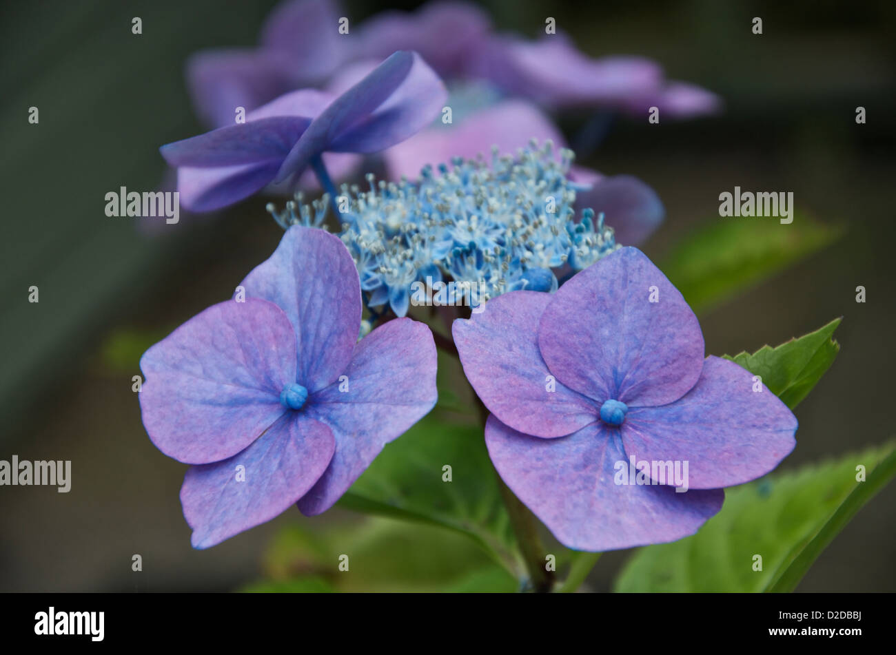 Hydrangea Macrophylla 'Teller Blue' flowers Stock Photo - Alamy