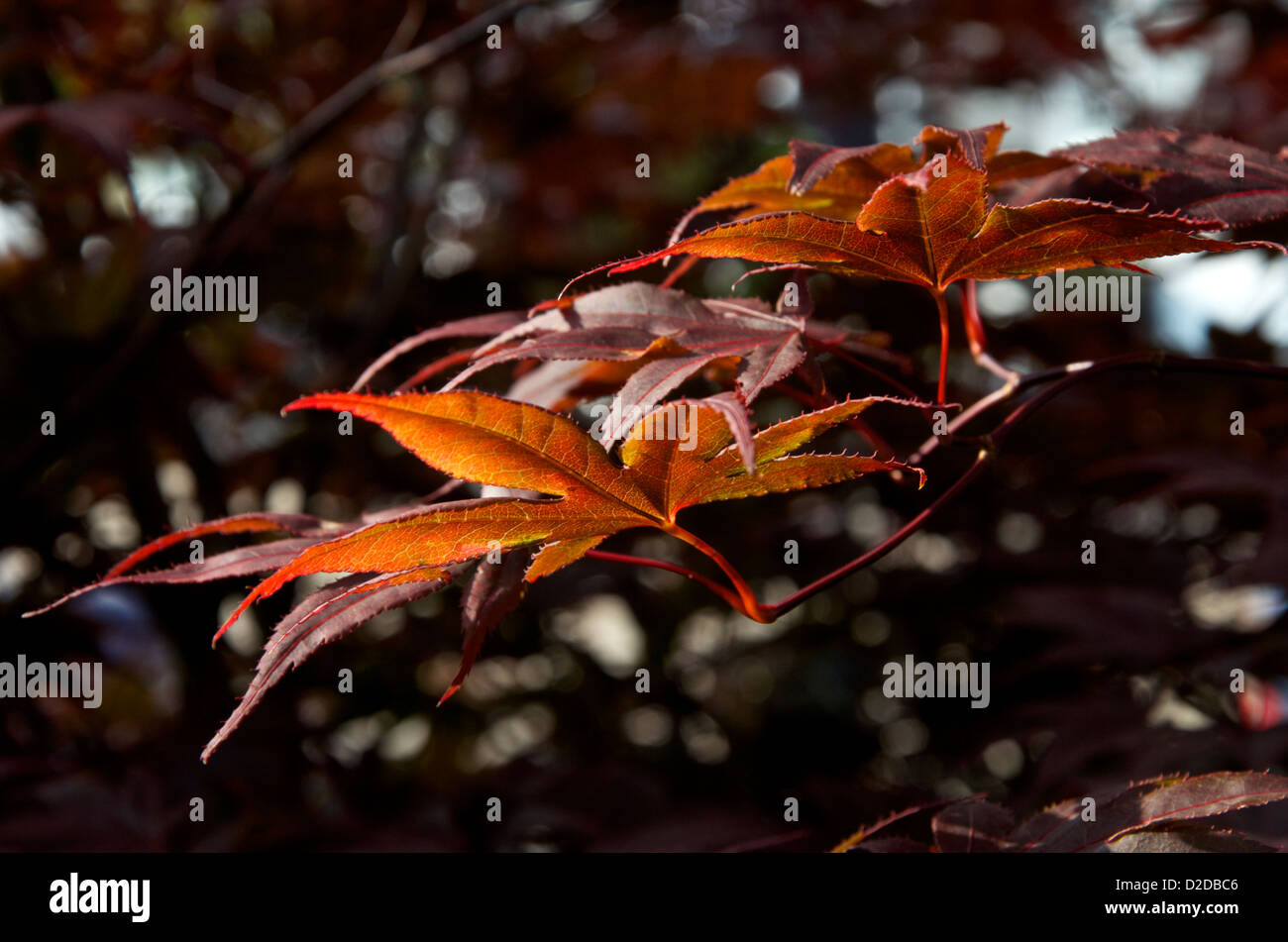Acer palmatum bloodgood hi-res stock photography and images - Alamy