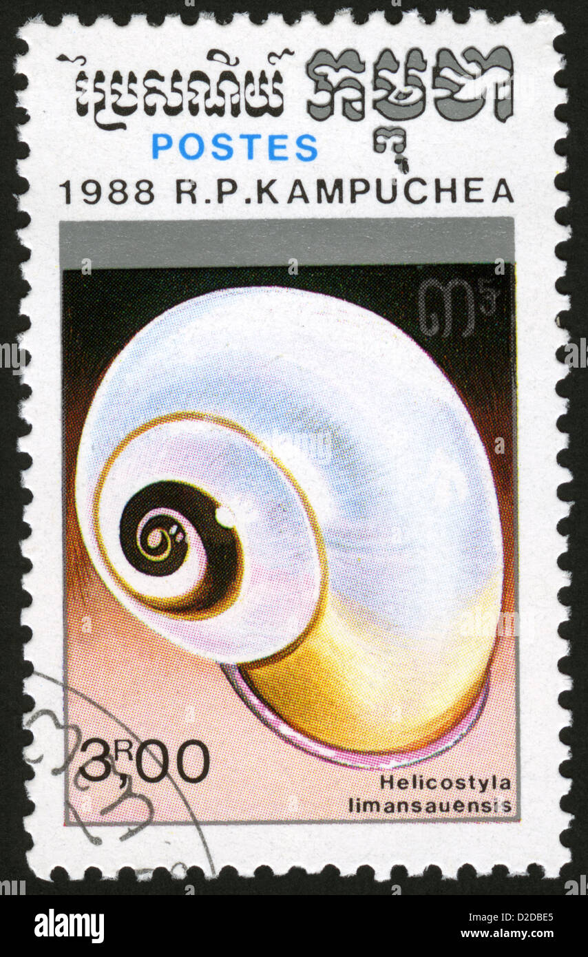 Shell molluscs illustrations hi-res stock photography and images - Alamy