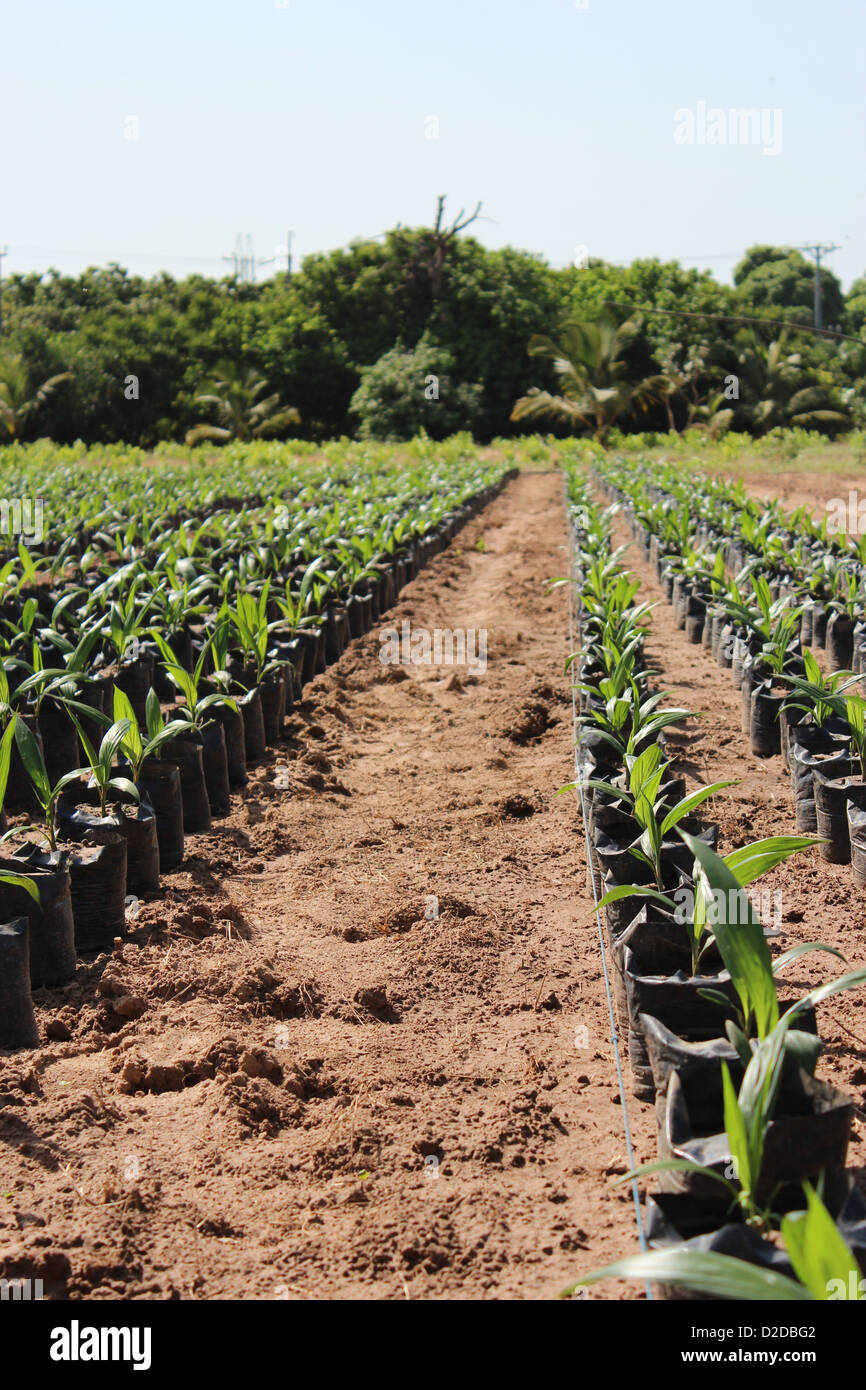 Beautiful crops thriving in an African farm Stock Photo - Alamy