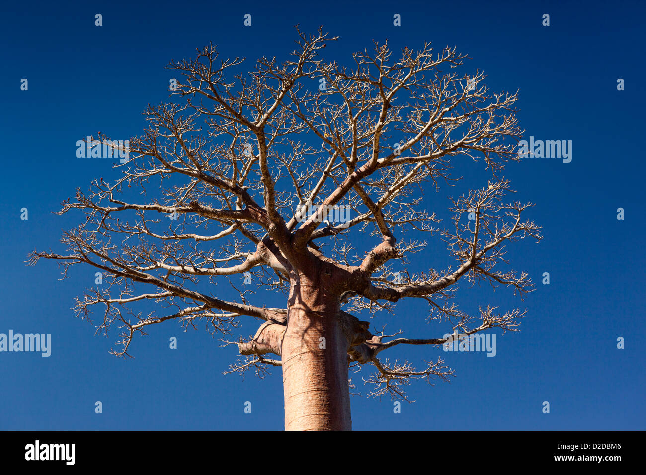 Madagascar, Morondava, baobab tree Stock Photo - Alamy
