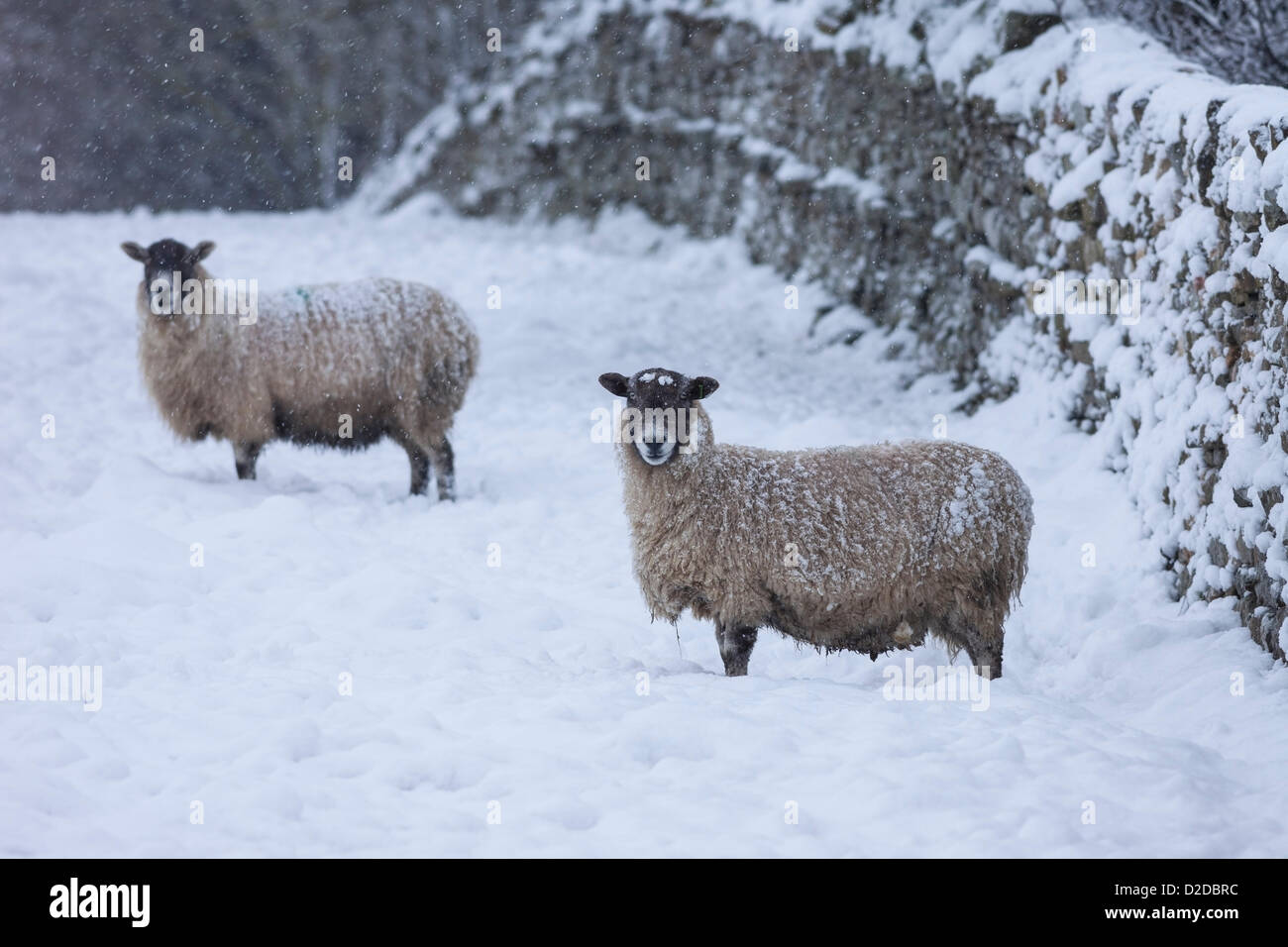 Sheep sheltering behind a wall hi-res stock photography and images - Alamy