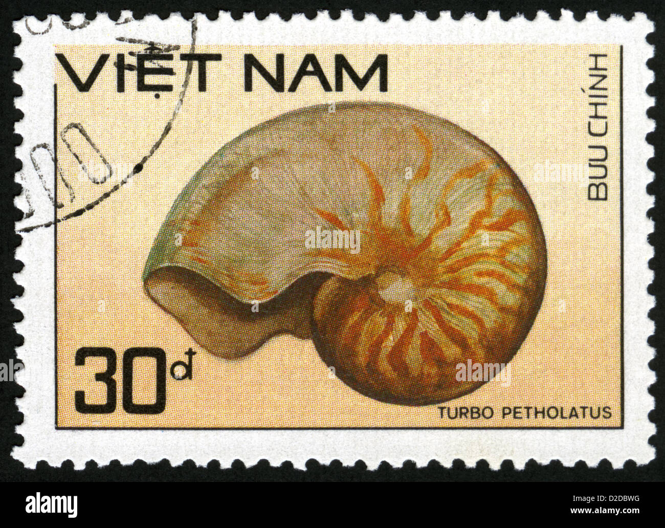 Shell molluscs illustrations hi-res stock photography and images - Alamy