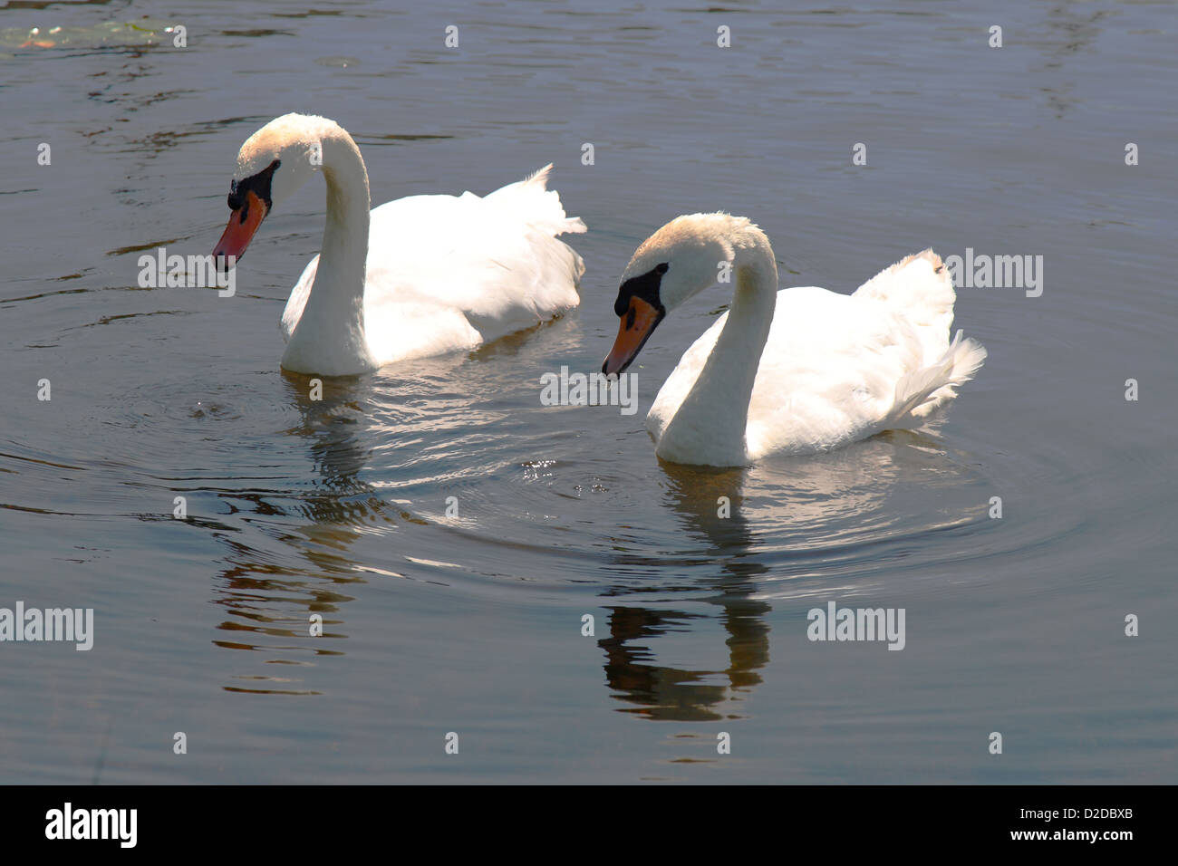 Pair bonded bird hi-res stock photography and images - Alamy