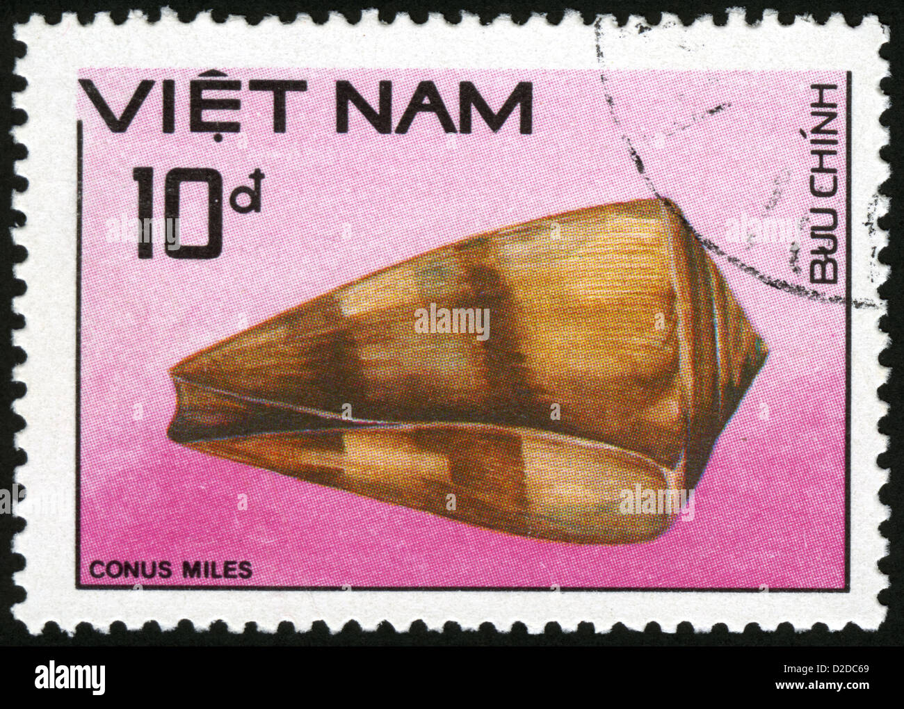 Rare molluscs hi-res stock photography and images - Alamy