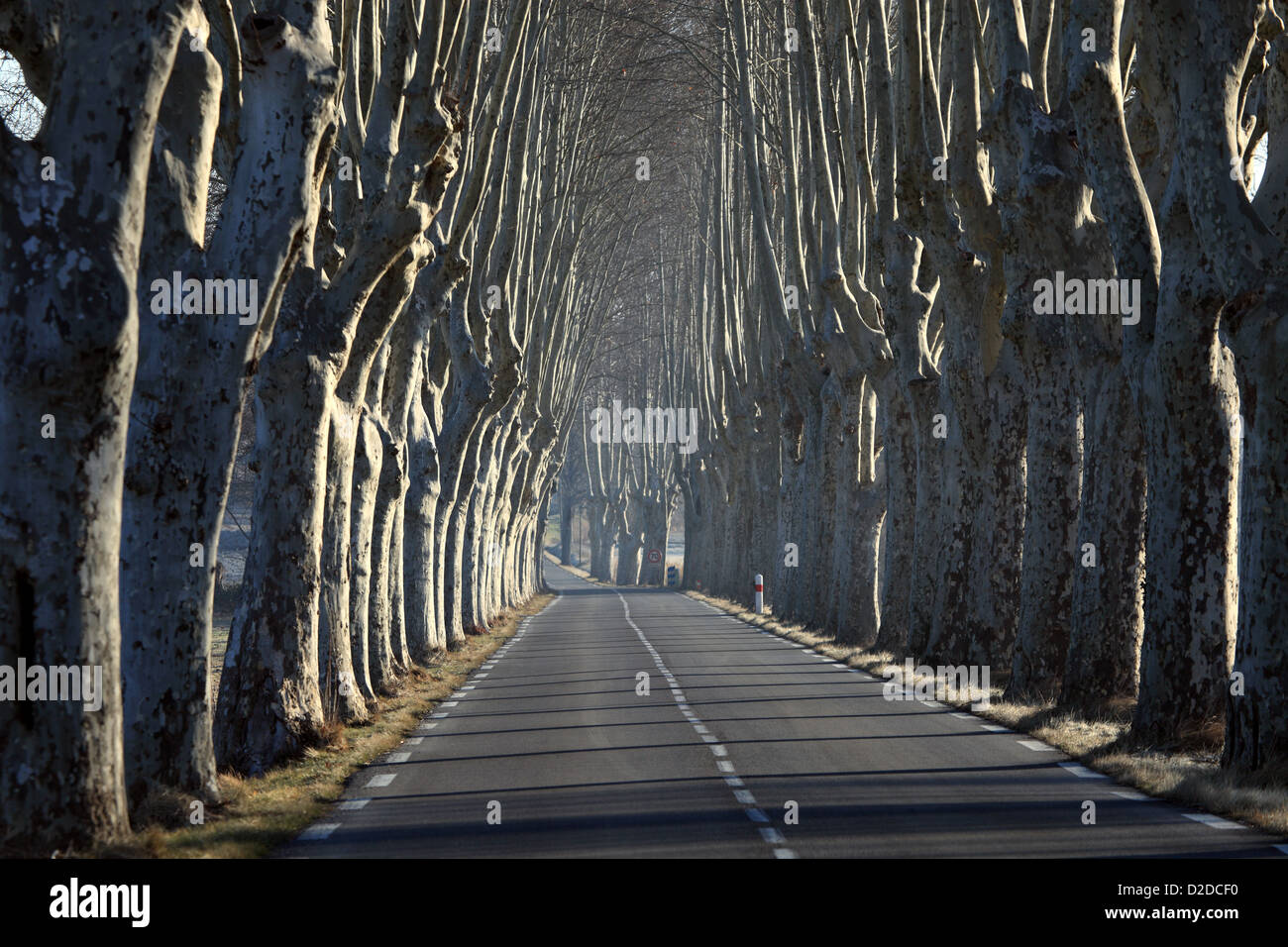 Sycamore road hi-res stock photography and images - Alamy