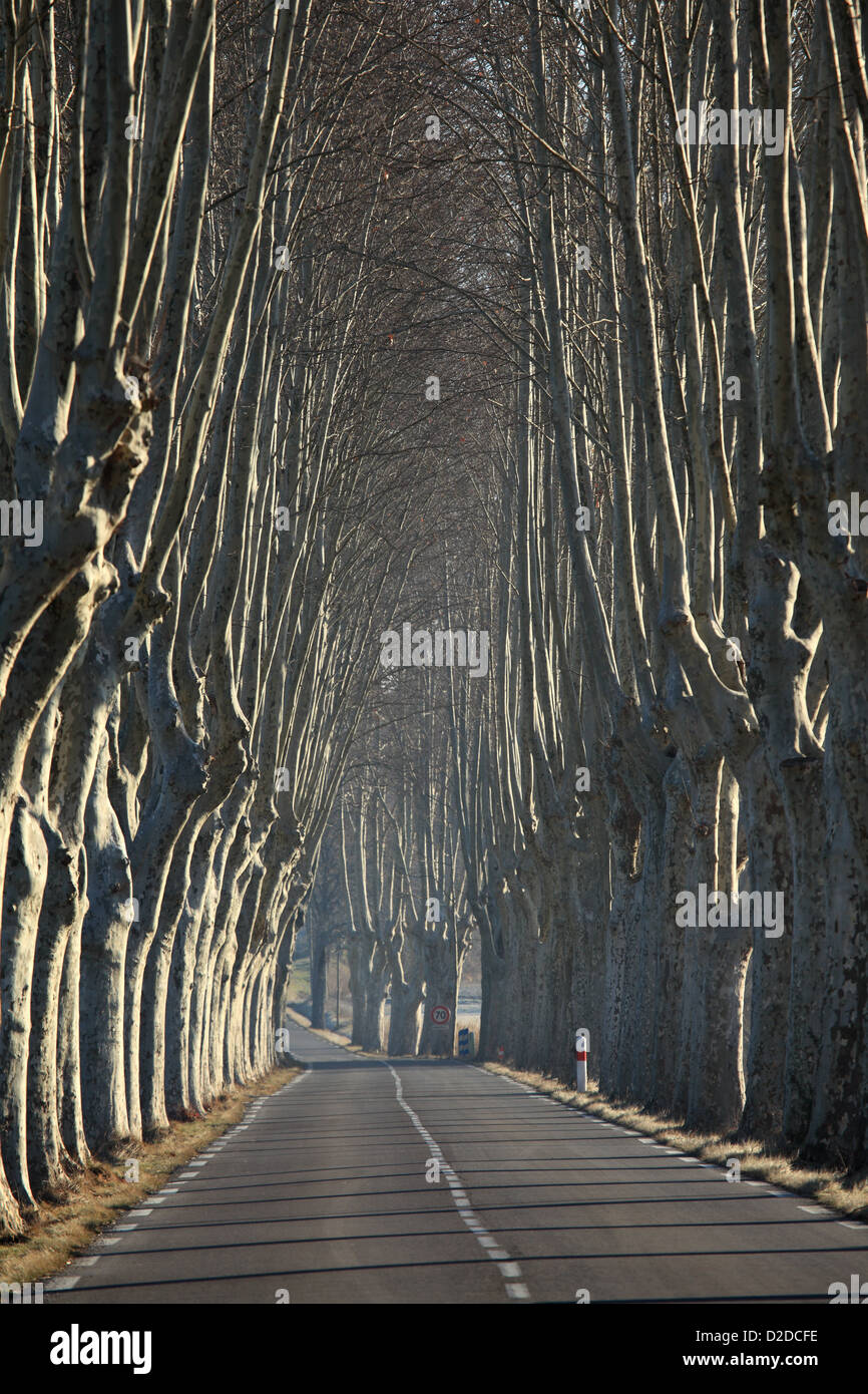 Sycamore road hi-res stock photography and images - Alamy