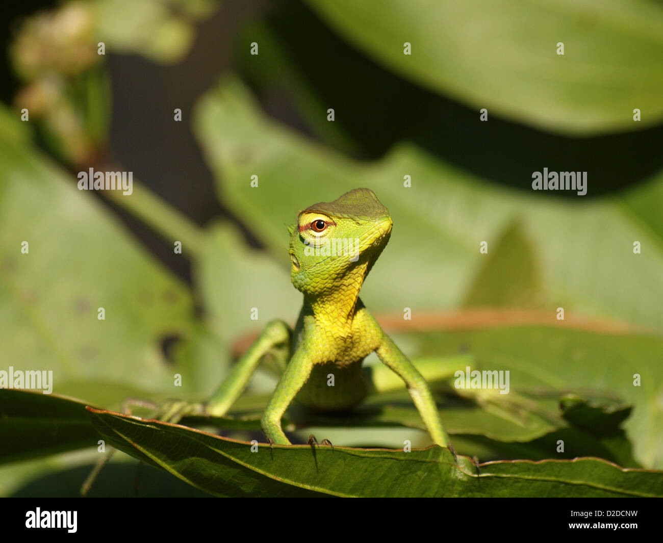 Bright green agile lizard patiently hunting dragonflies camouflaged ...