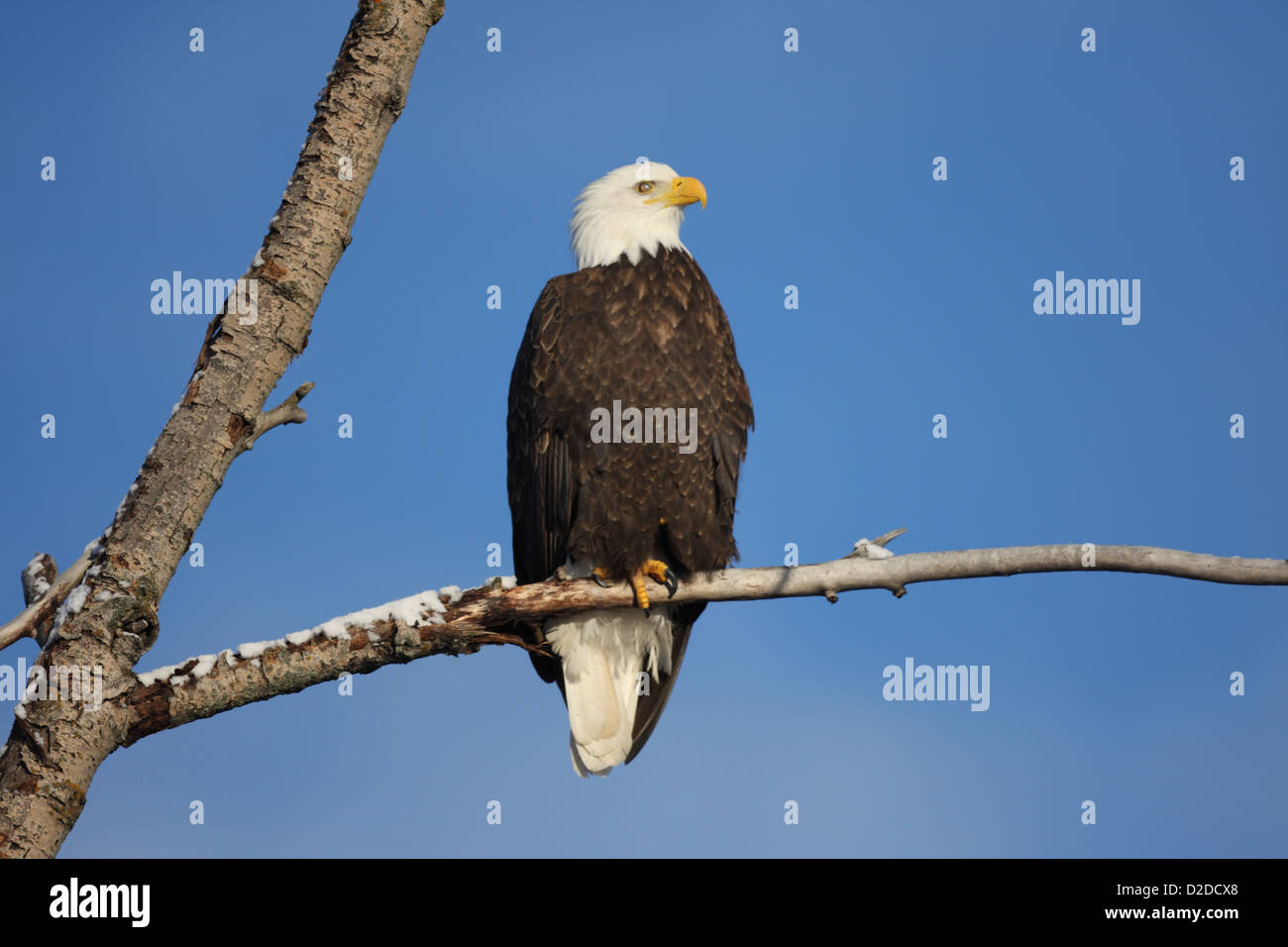 Bald Eagle on perch Stock Photo - Alamy