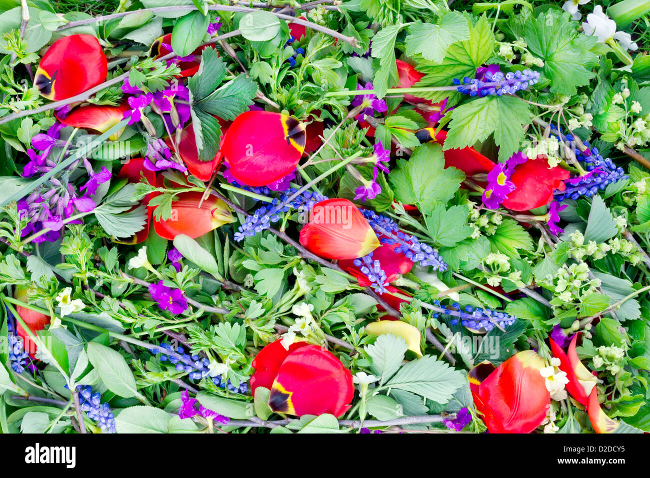 Time of spring forever - concept from first May plants and flowers ...