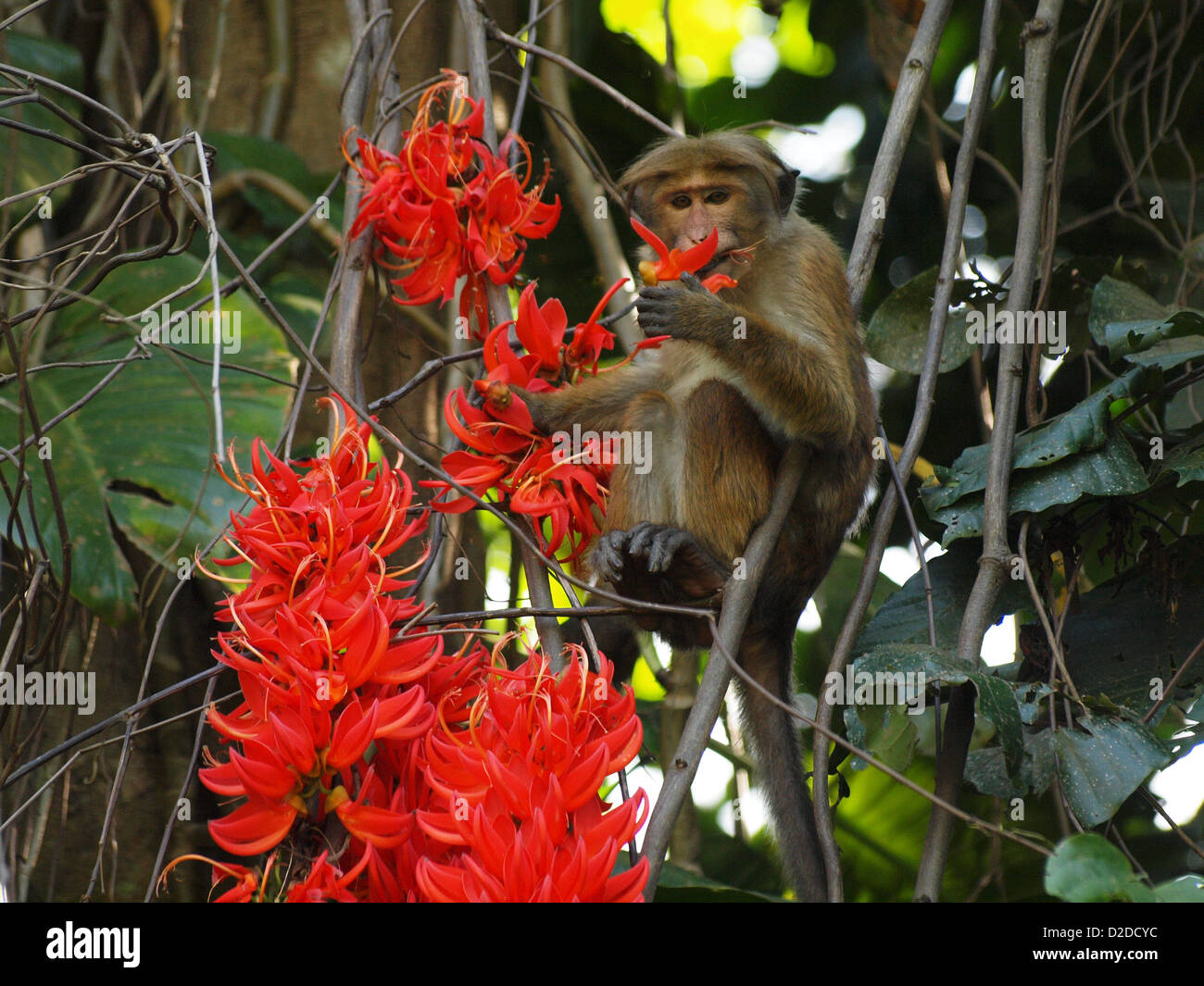 Howler Monkey Eating Flower
