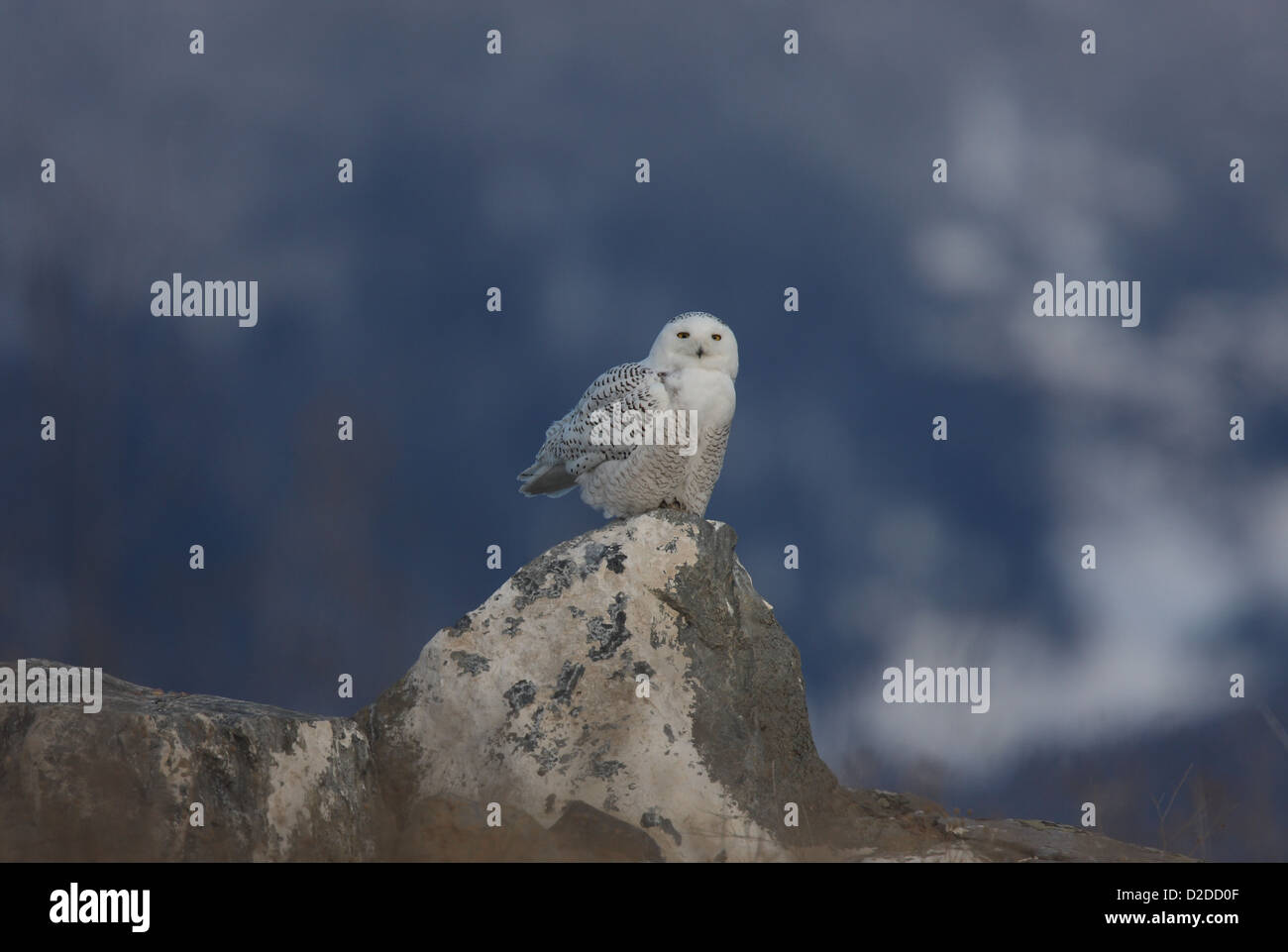 Snowy owl migration hi-res stock photography and images - Alamy