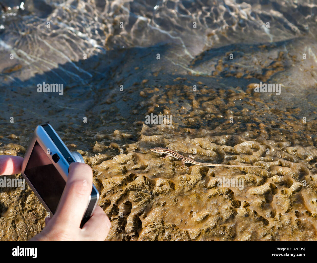 small lizard posing for photographer in natural background of dried sea ...