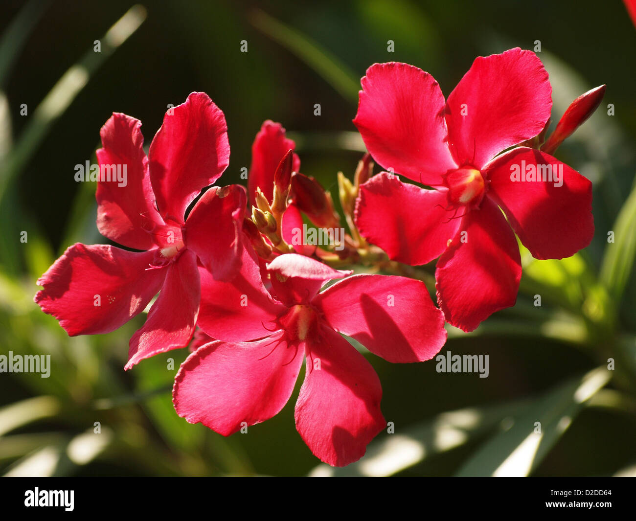 Bright red oleander flowers with green foliage background in bright sunshine in Negombo Sri ...