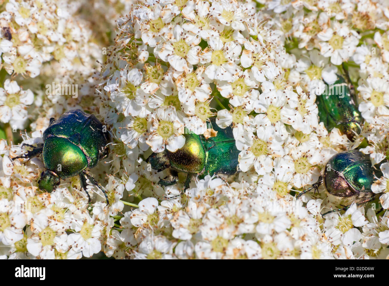 Green spring bugs eat white flowers of a fruit bush macro background ...