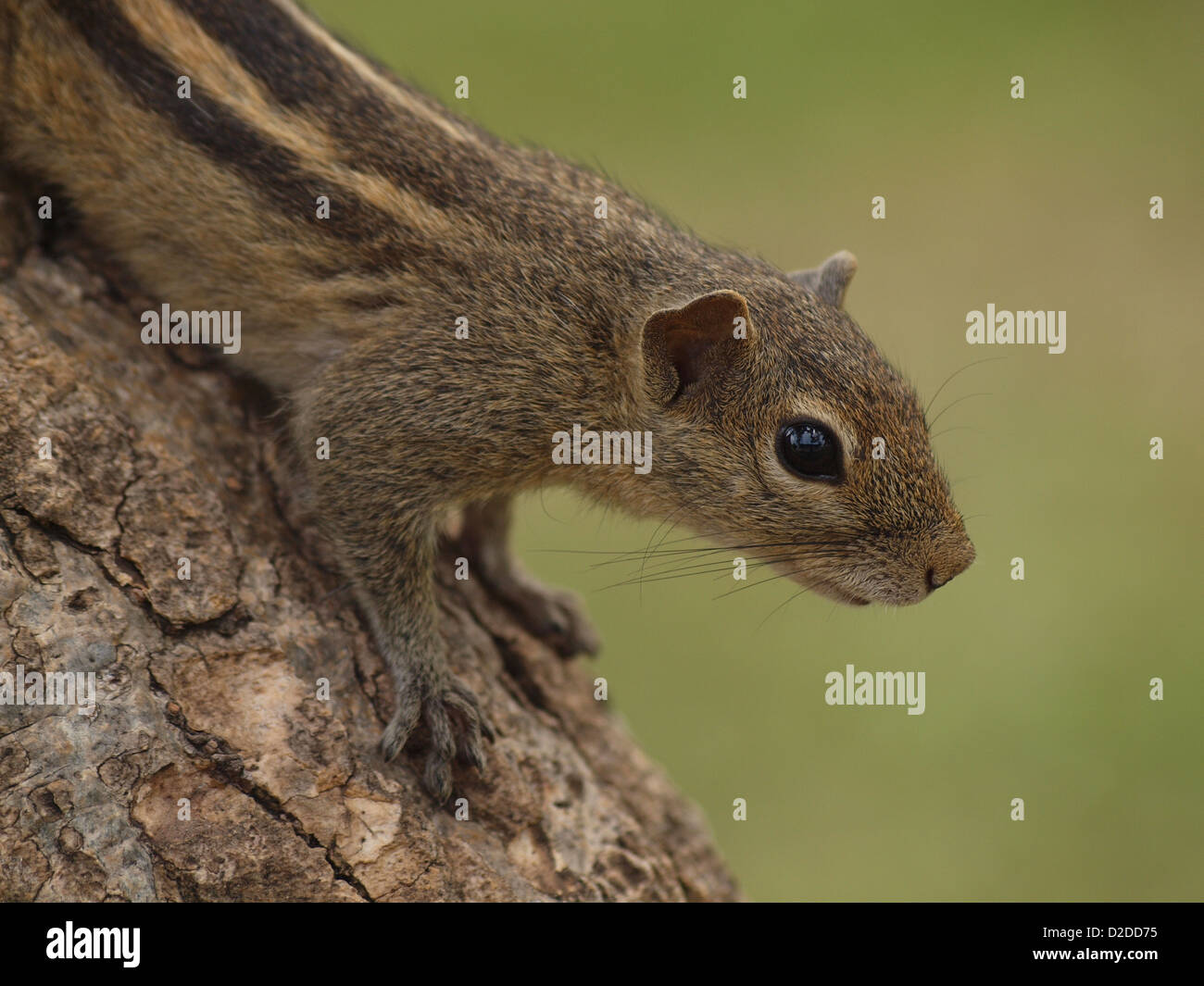 Close-up view of Five-striped or Northern palm squirrel (Funambulus ...
