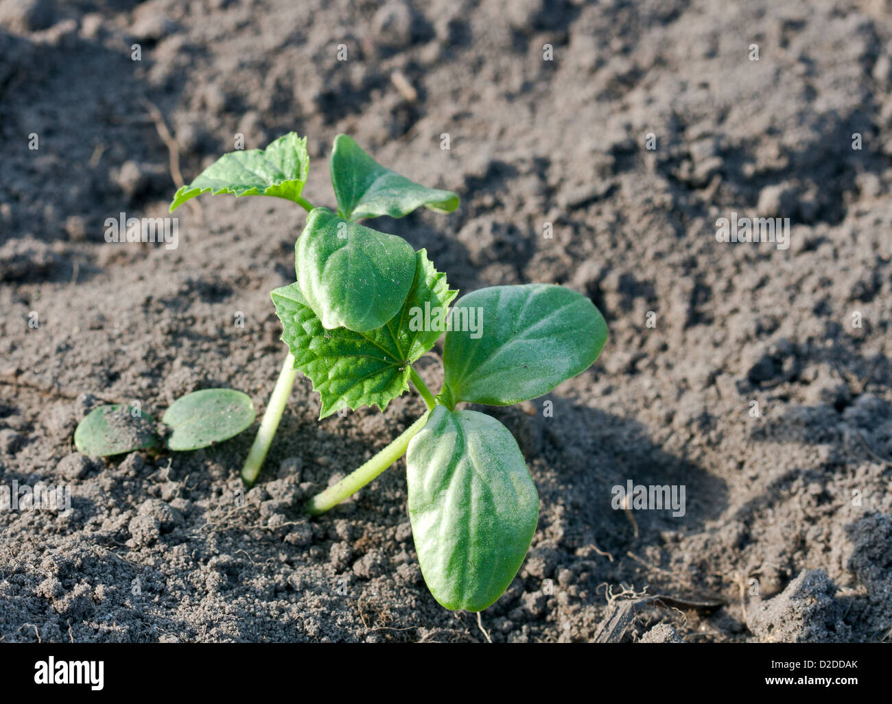Young cucumber sprout on the ground Stock Photo - Alamy