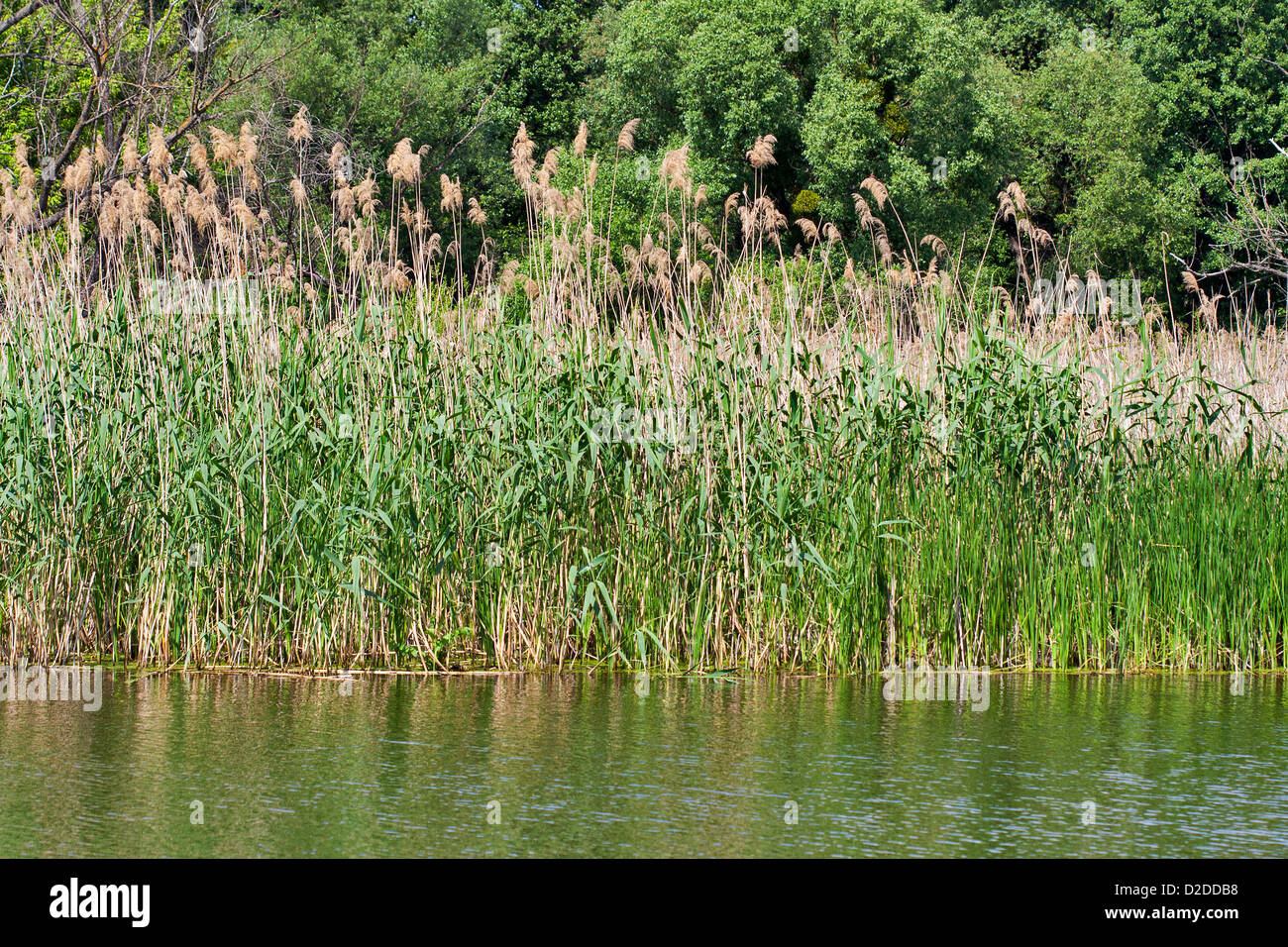 Reed bed along quiet river Stock Photo - Alamy